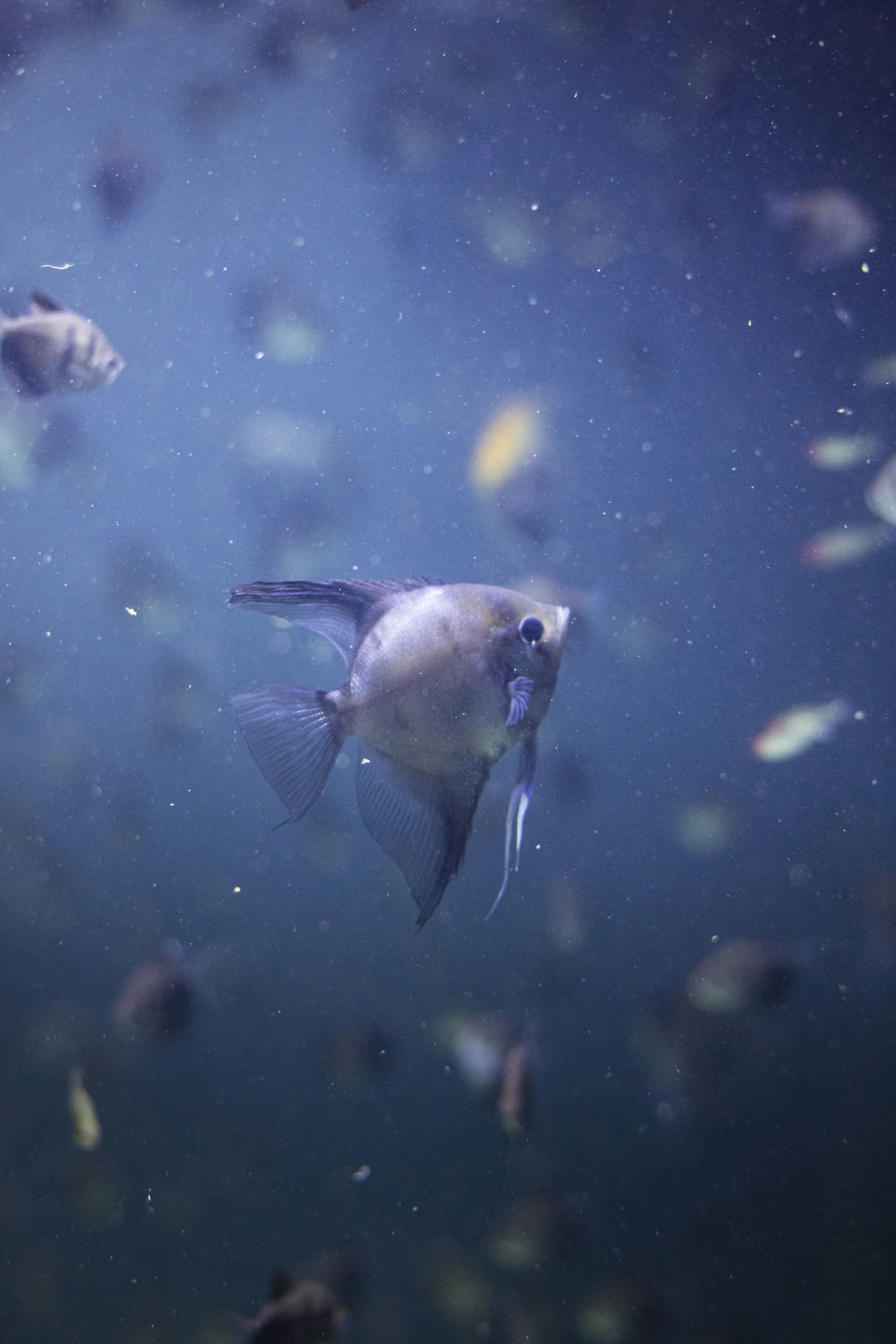 A group of fish swimming next to each other photo – Free Fish Image on ...