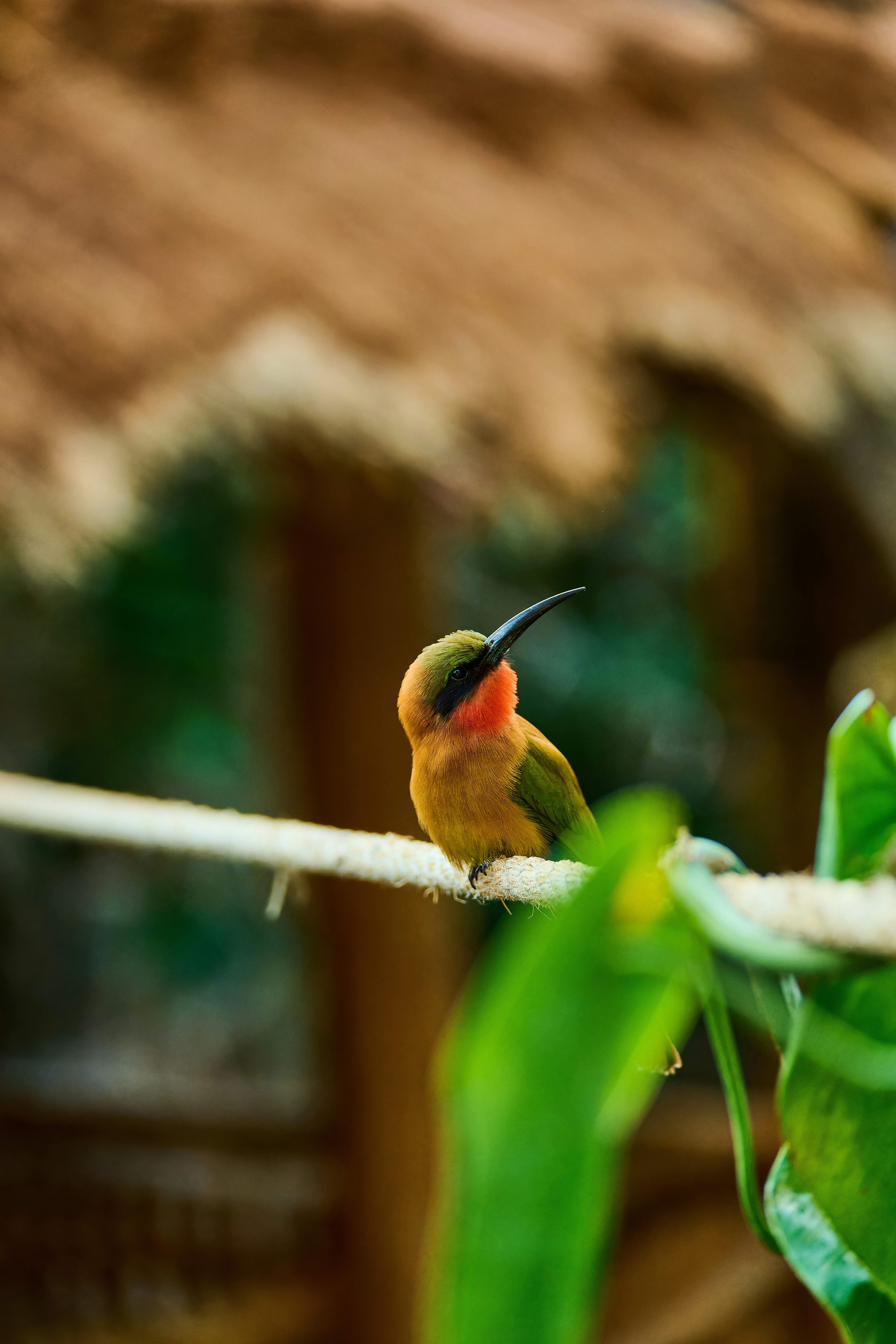Scarlet Vision: A Sunlit Hummingbird on a Quiet Perch