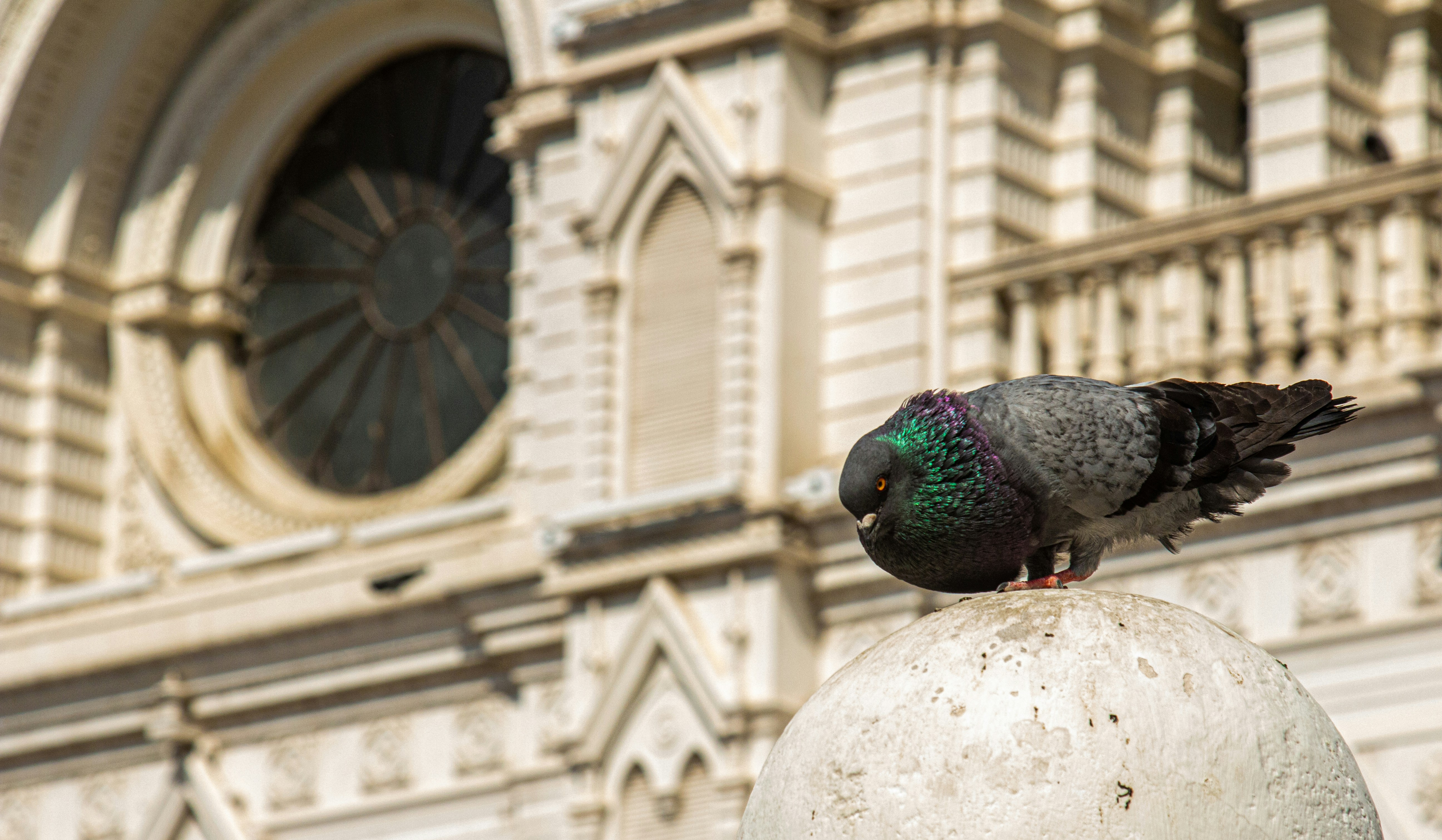 Pigeon Perch on a Weathered Orb Before an Ornate Facade