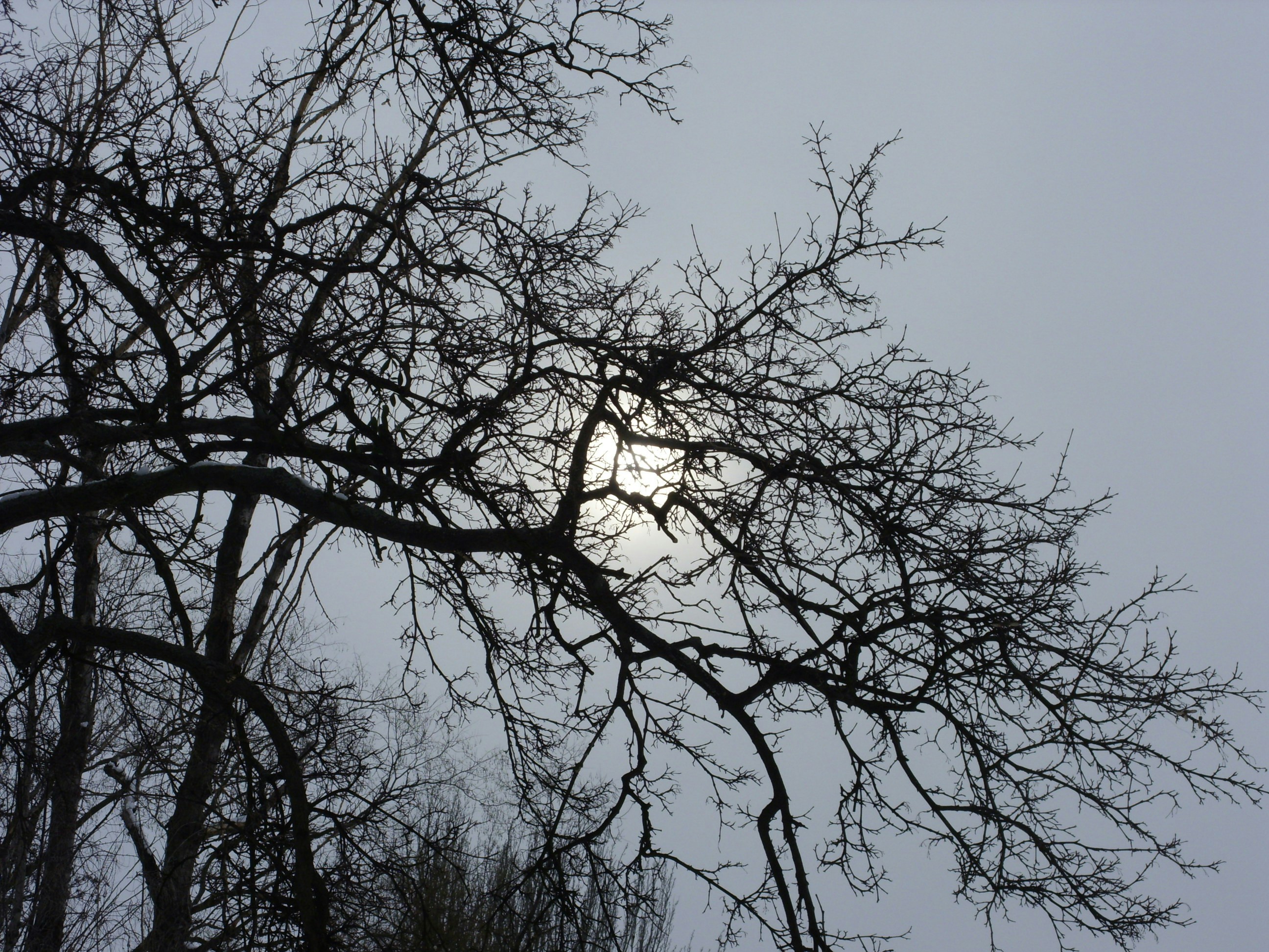 the branches of a bare tree against a gray sky
