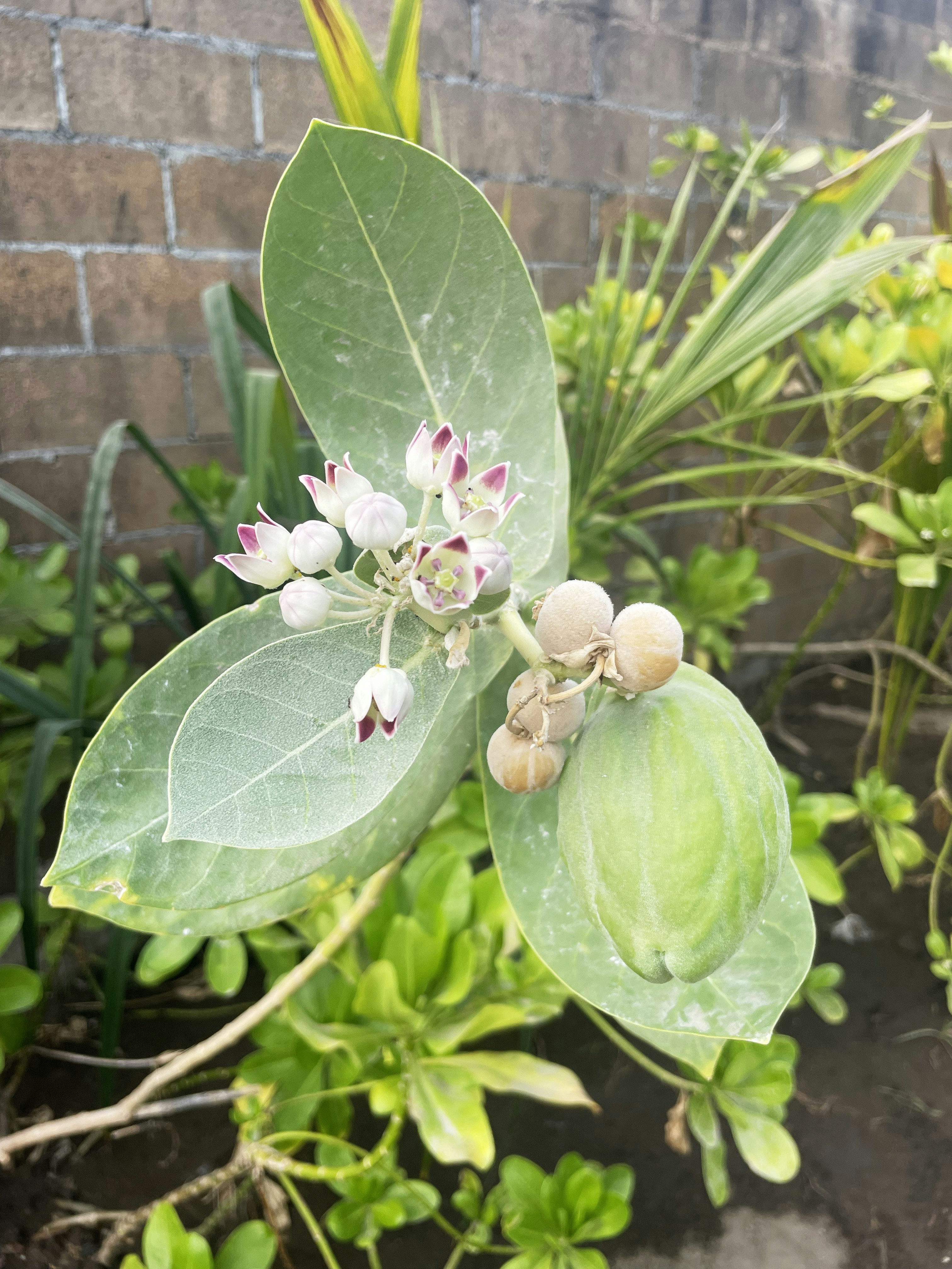 Whisper of Blooms: Pale Flowers on a Dusty Leaf by a Brick Backdrop