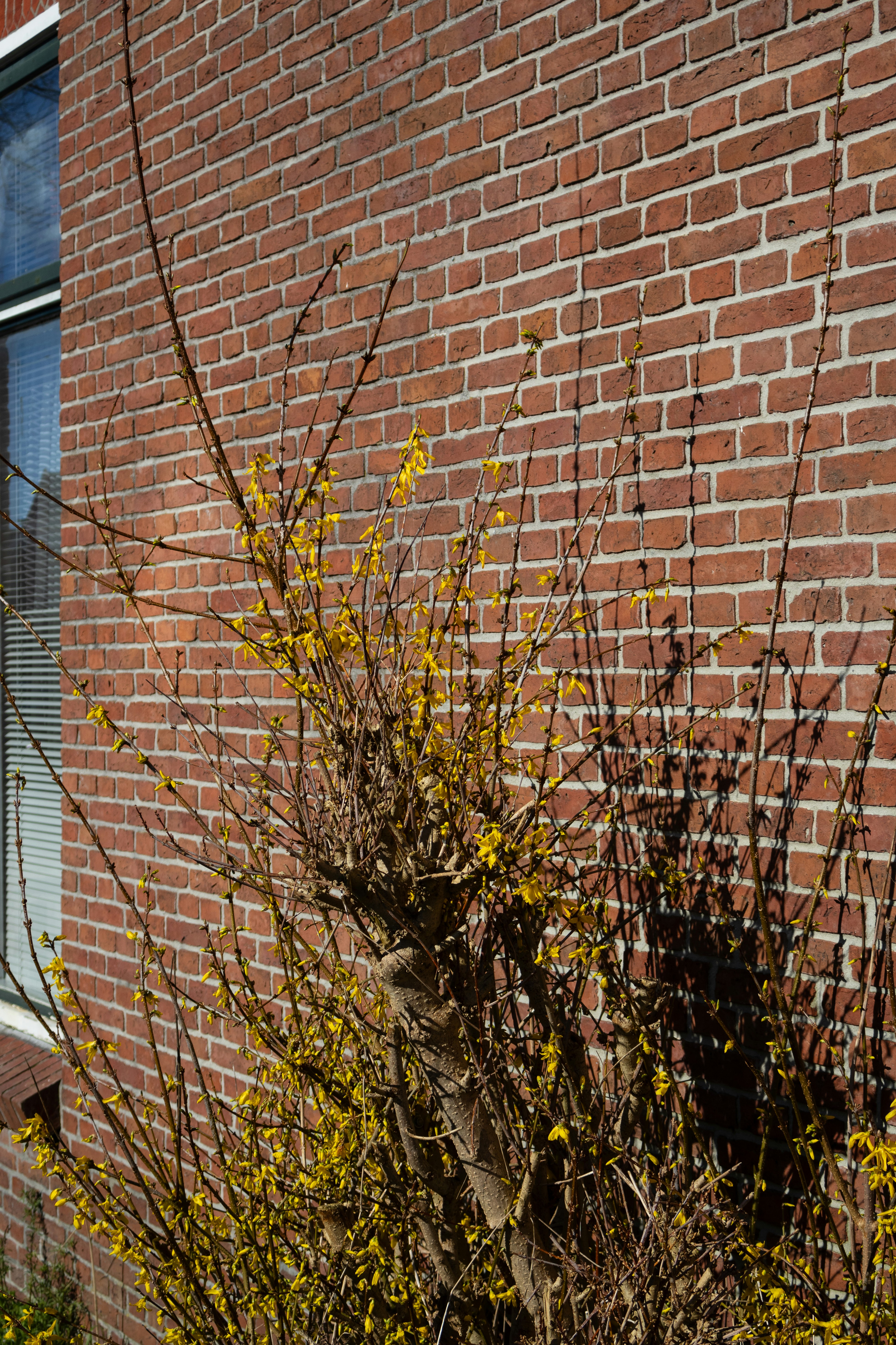 A red fire hydrant in front of a brick building photo – Free Leeuwarden ...