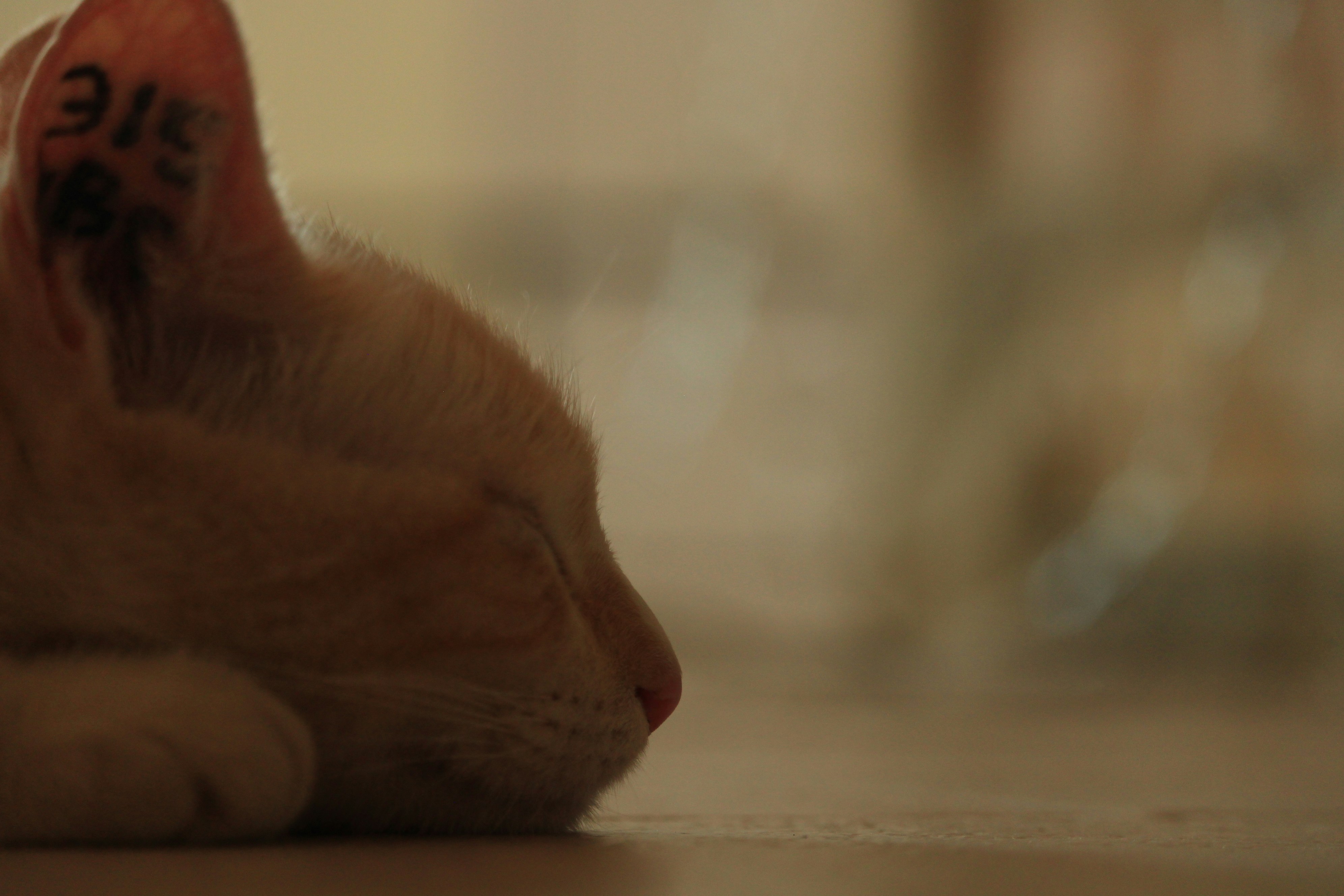 Shaded Slumber: Close-Up of a Quiet Cat