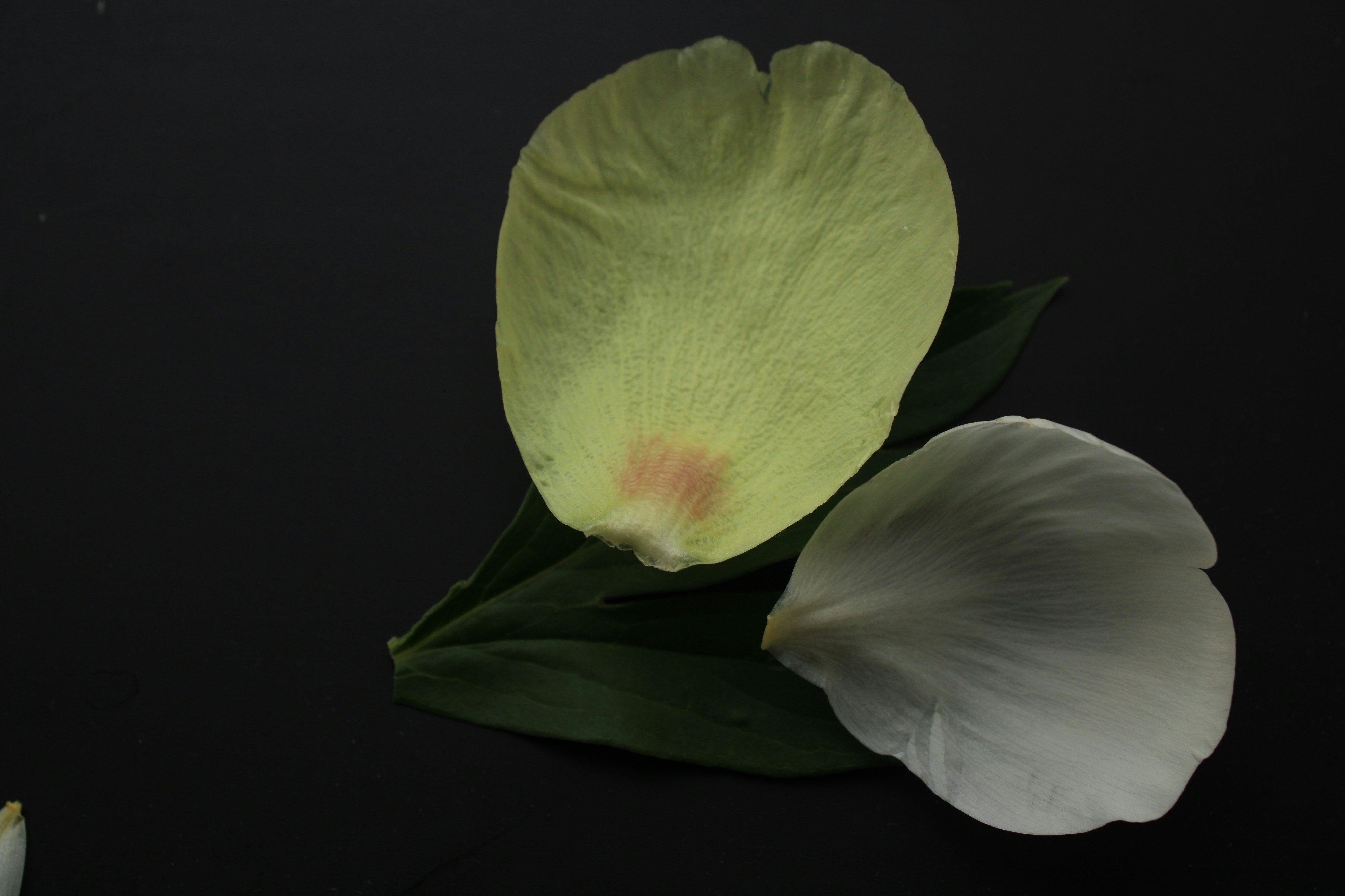 Blush-tipped Yellow Petal Resting on a Velvet Black Surface