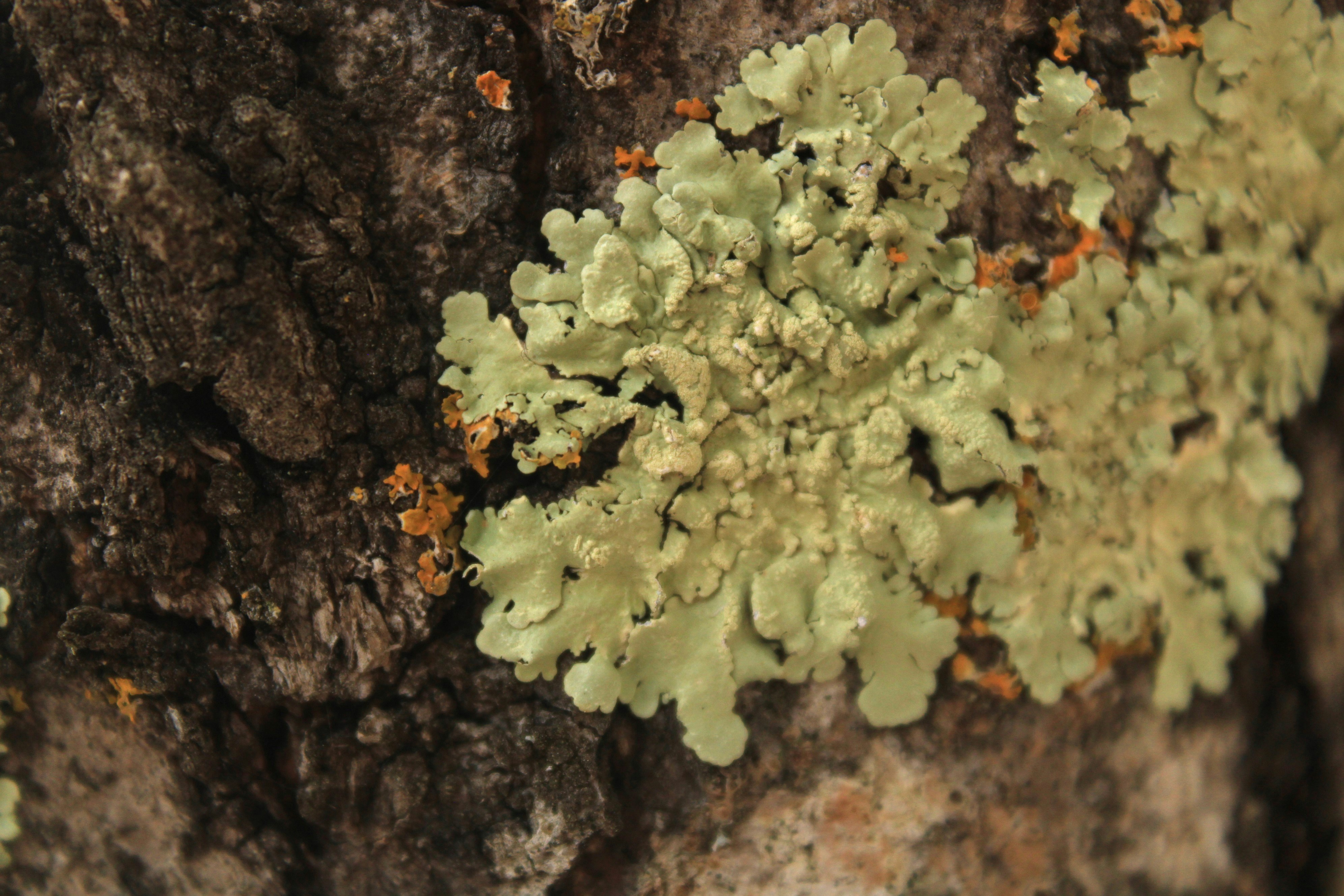 Close up of an oak tree