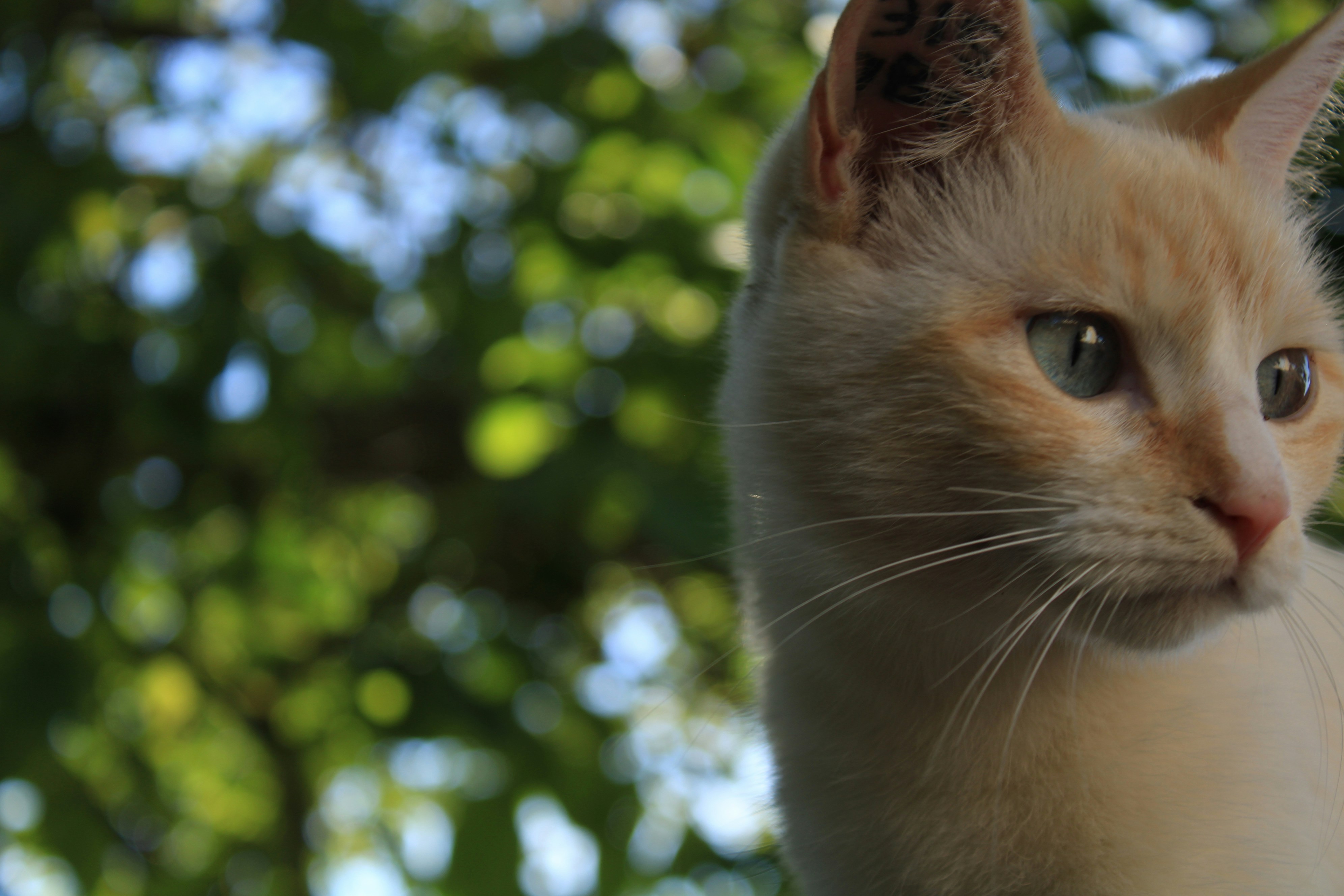 Amber Gaze on the Edge: Portrait of a Cat Amid Green Bokeh