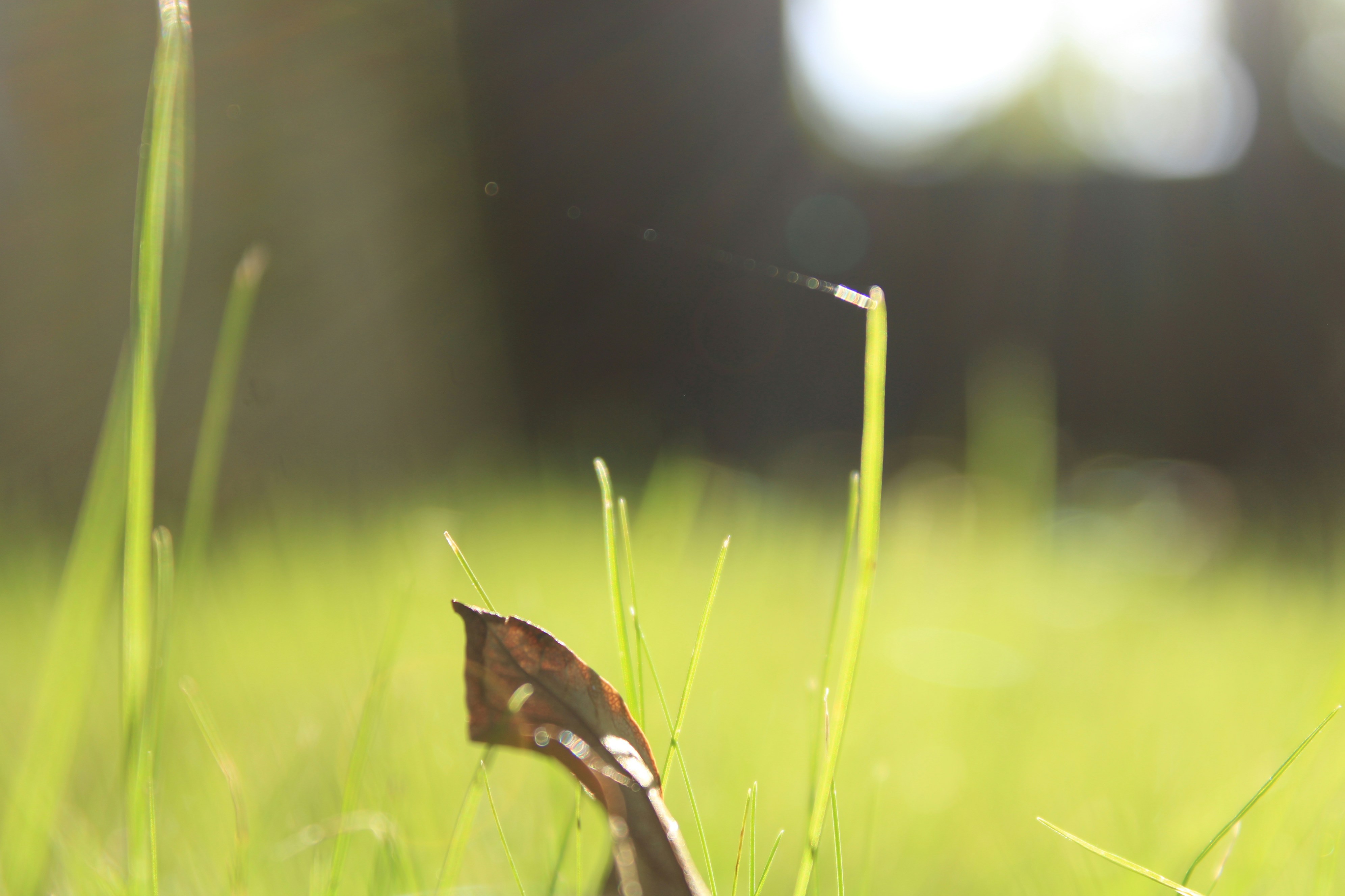 Sunlit Blade: A Quiet Moment of Grass Detail in Morning Light