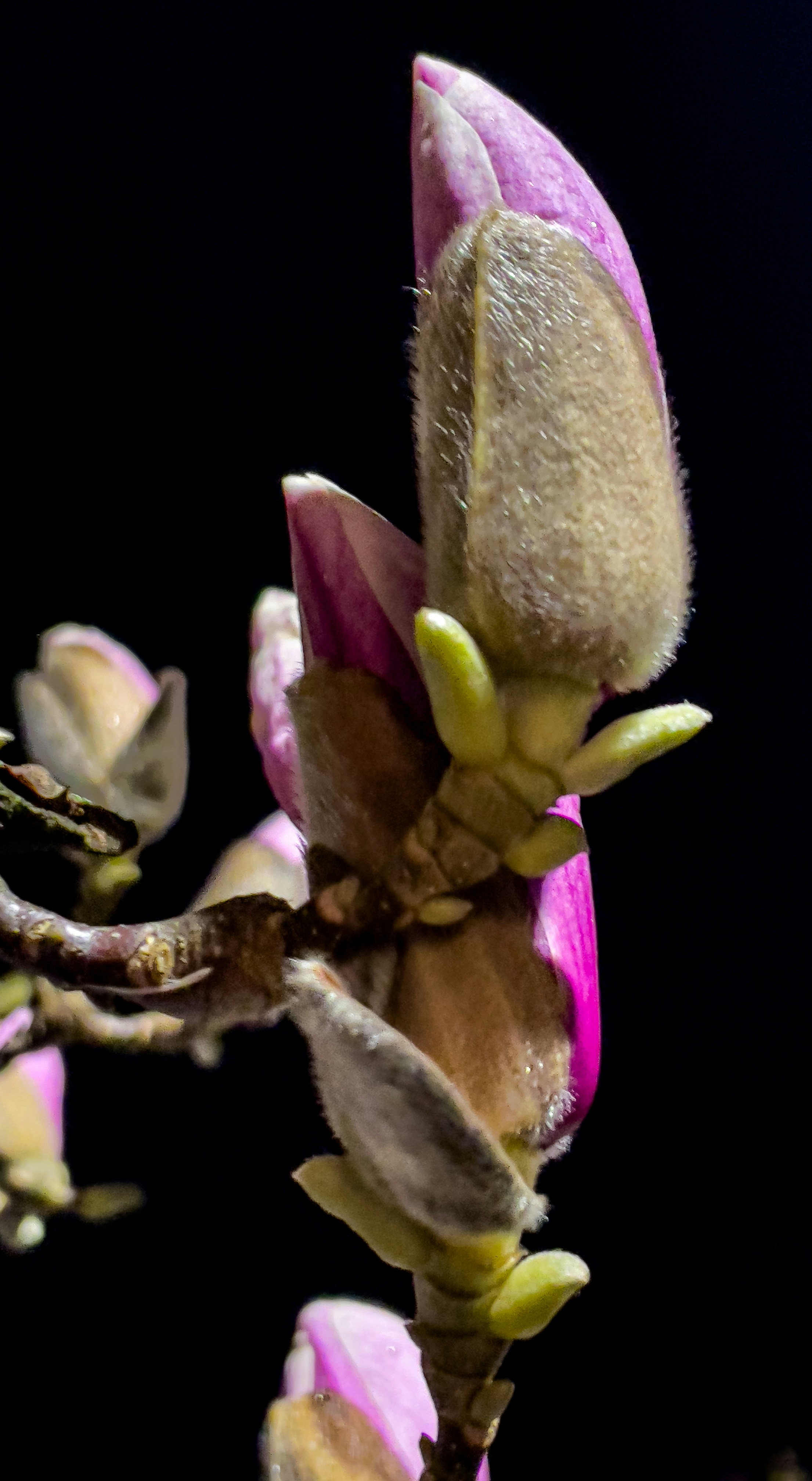 Velvet Pink Magnolia Buds in a Midnight Macro