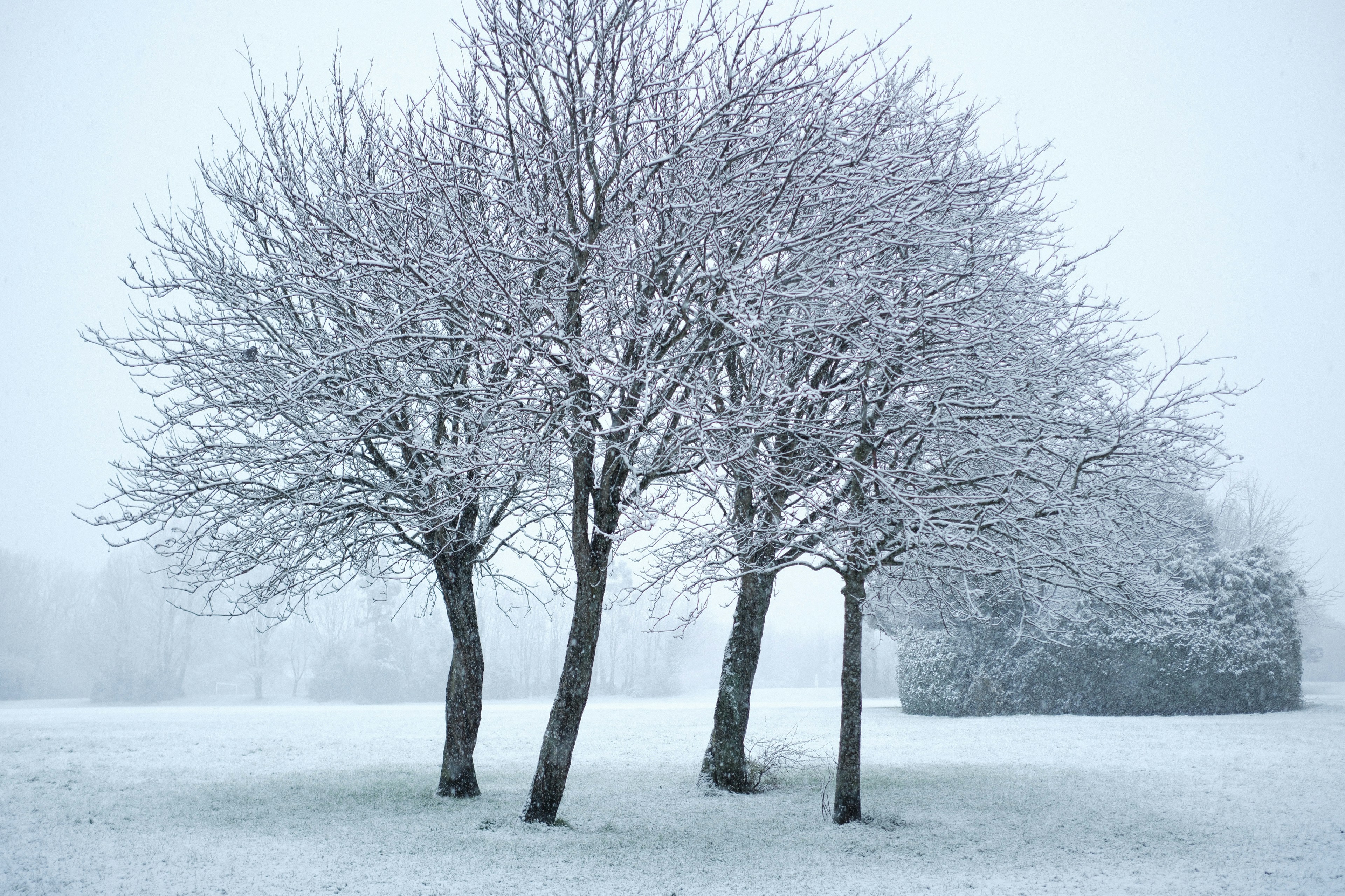 A couple of trees that are in the snow photo – Free Winter Image on ...