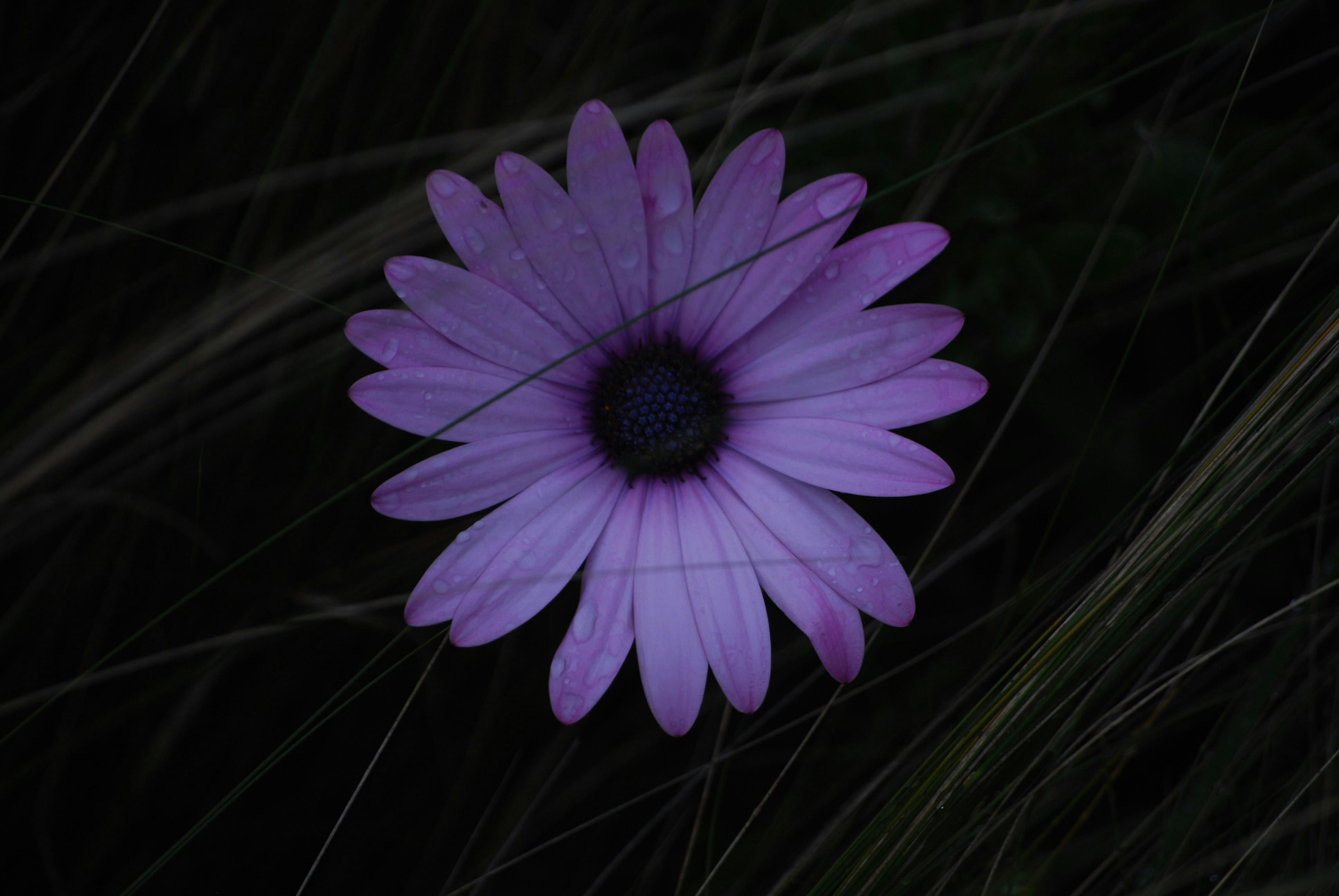 A purple flower with water drops and brush flowing behind it