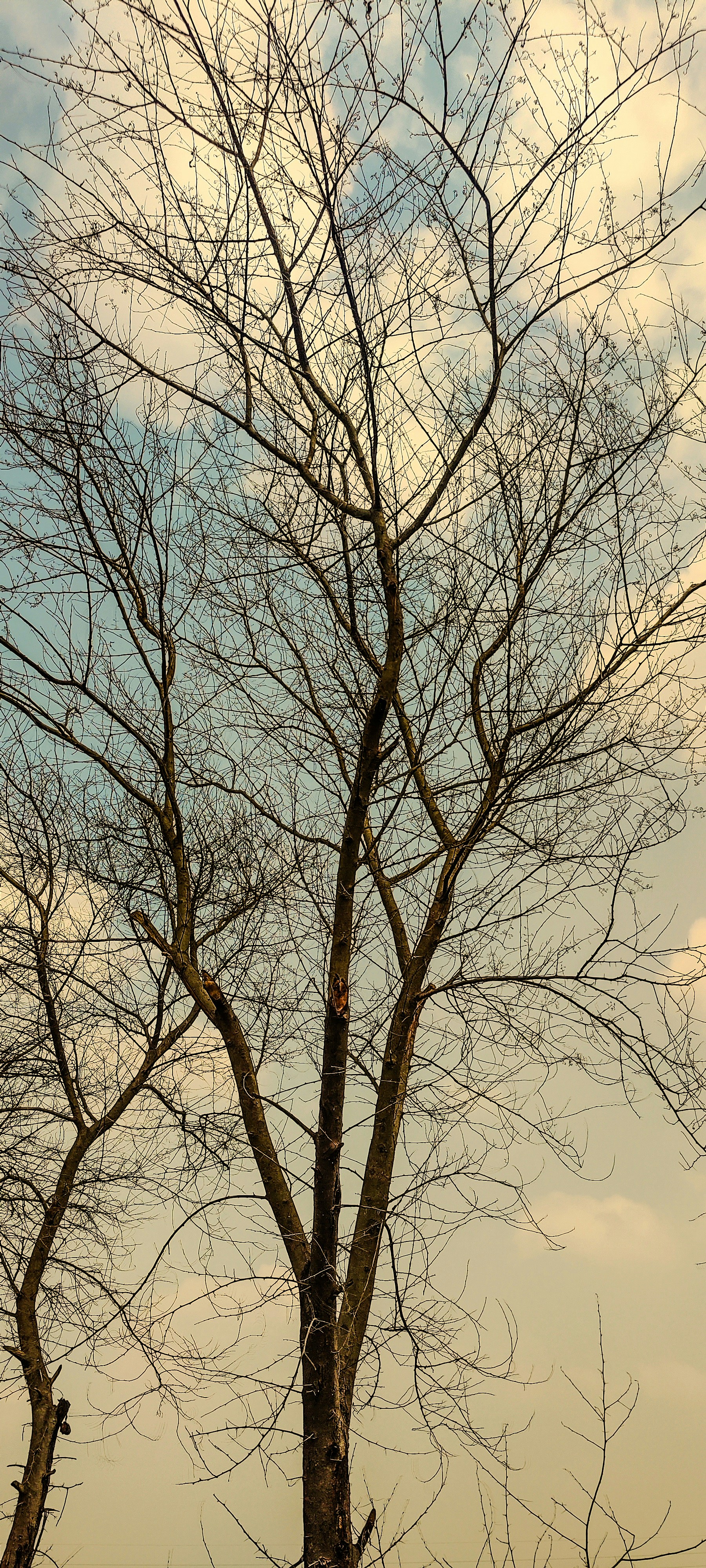 Bare tree branches reach into a pastel sky, capturing a tranquil winter scene.