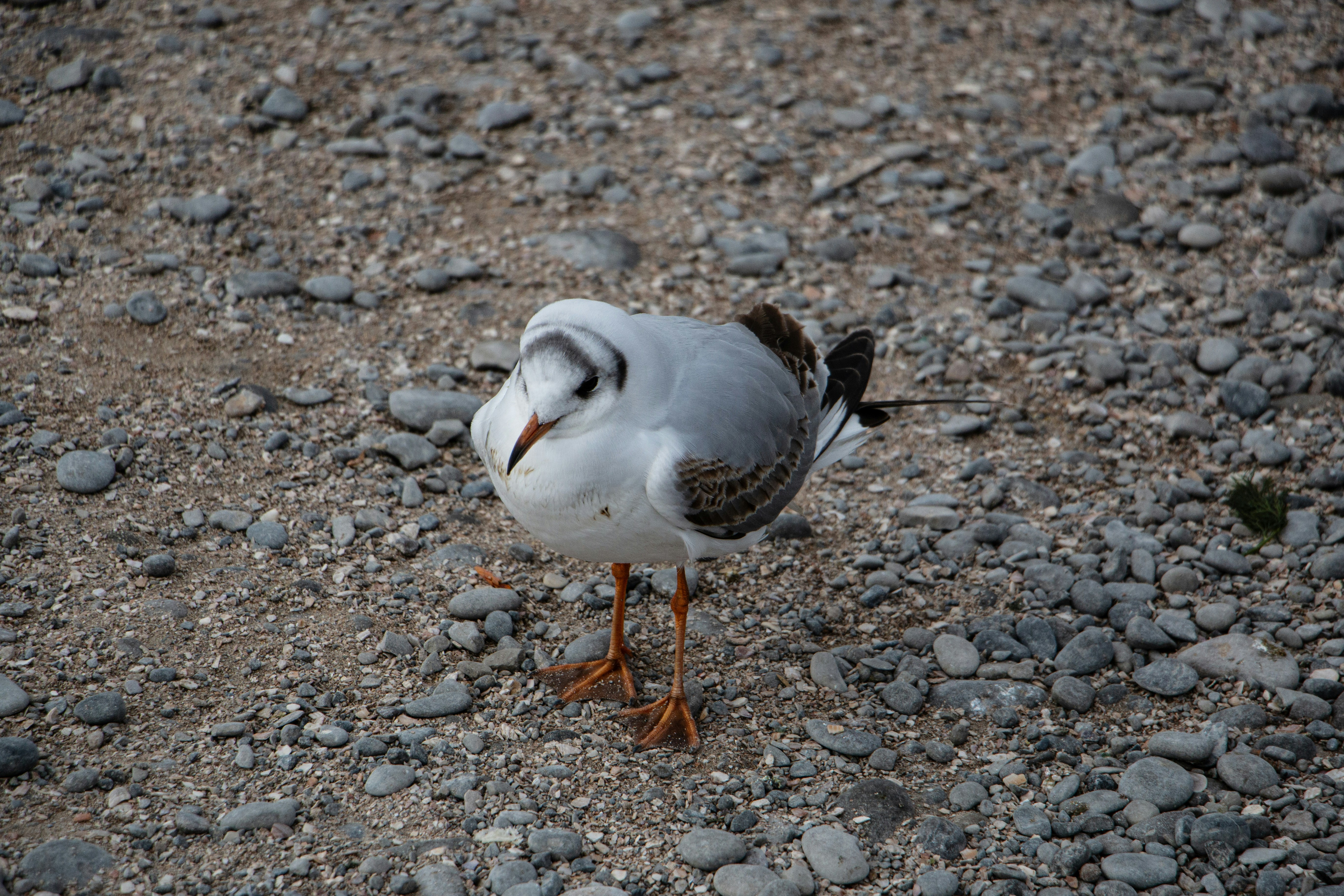 Pebble Beach Sentinel: A Solitary Gull on a Gravel Shore