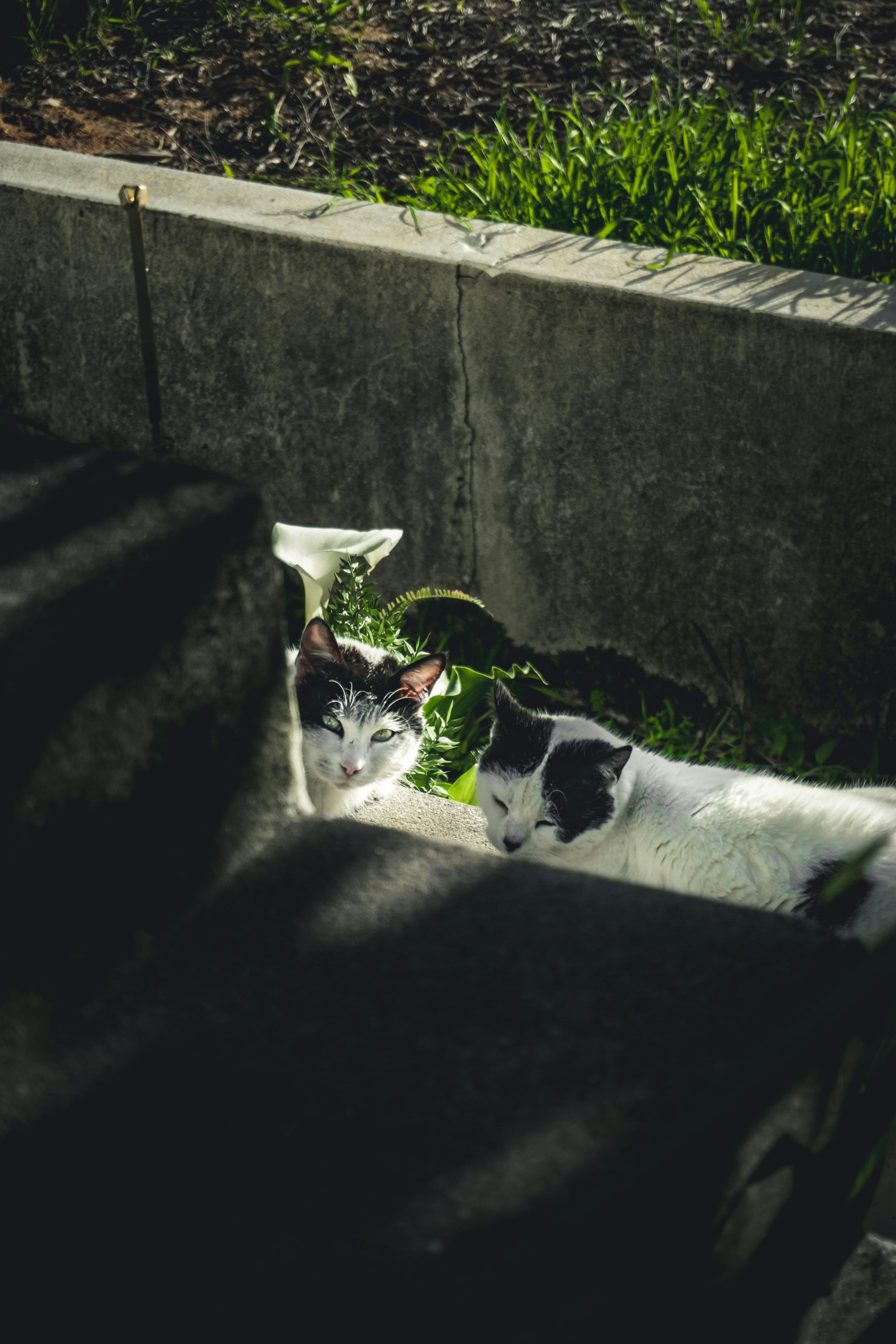Whiskered Quietude: Two Cats Rest Along a Concrete Verge in Dappled Light