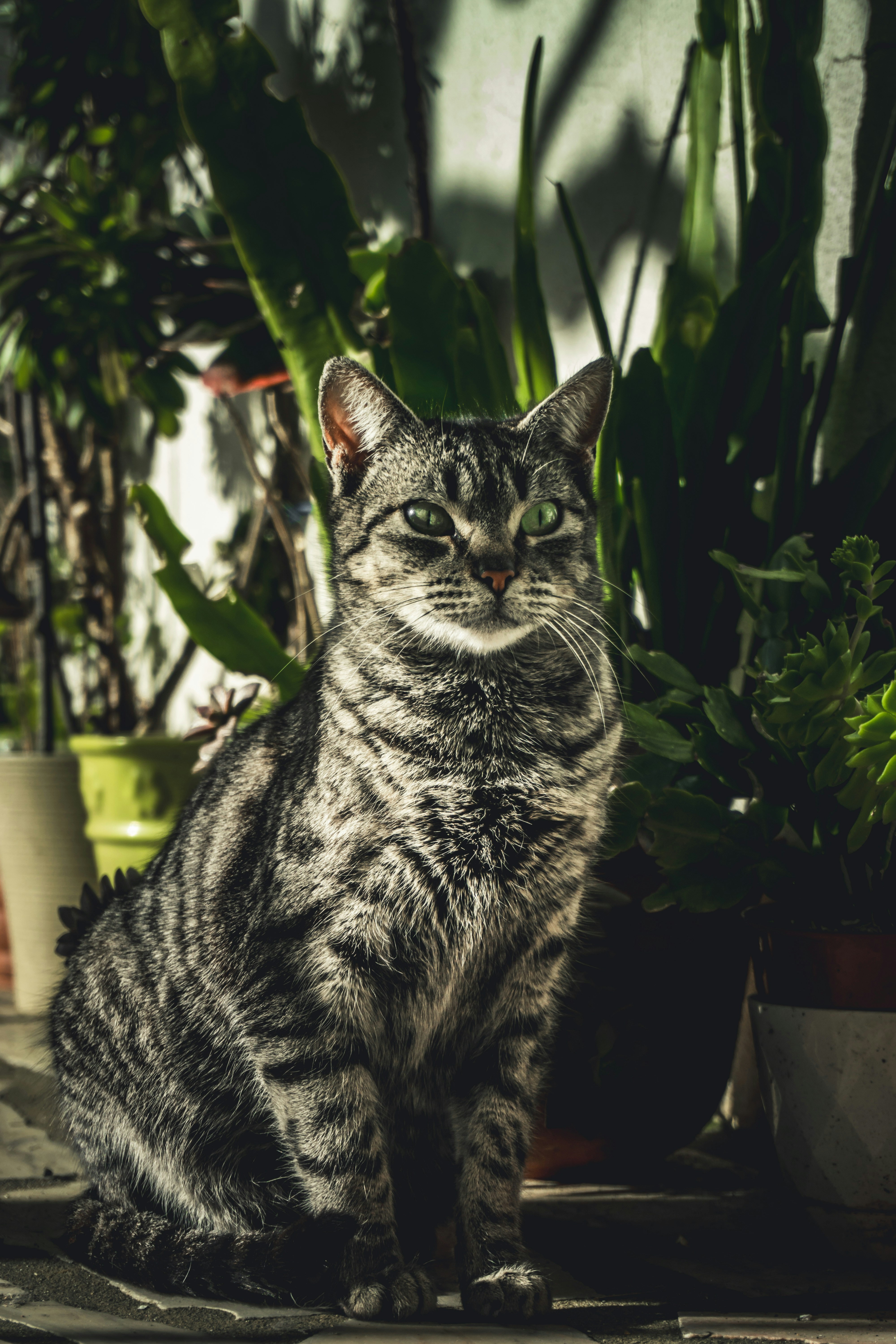 Gray Tabby in a Green Corridor: Quiet Confidence in Dappled Light