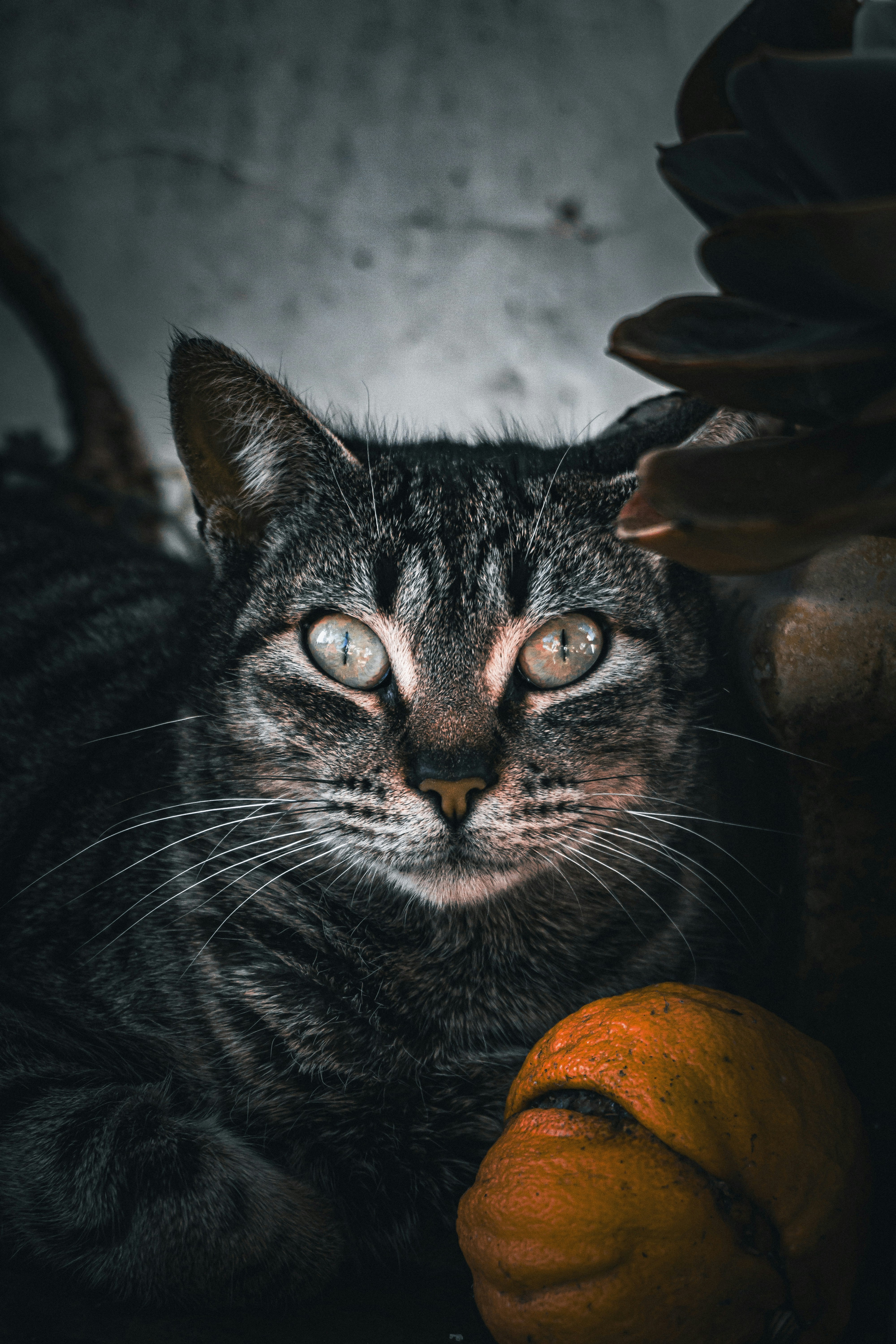 Velvet Gaze in the Shadow: A Tabby Portrait by a Petite Pumpkin