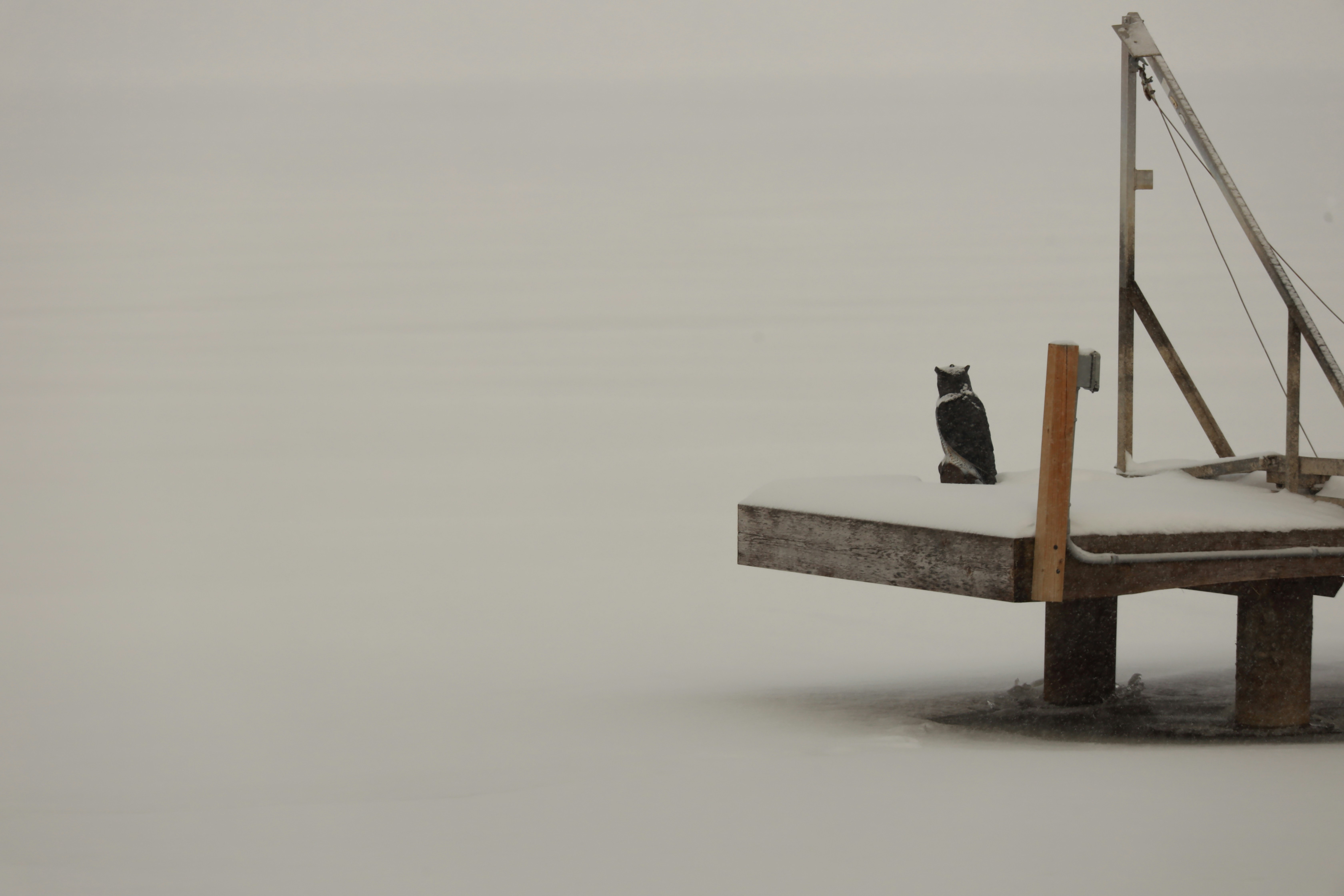 Solitary Cat at the Edge of Silence