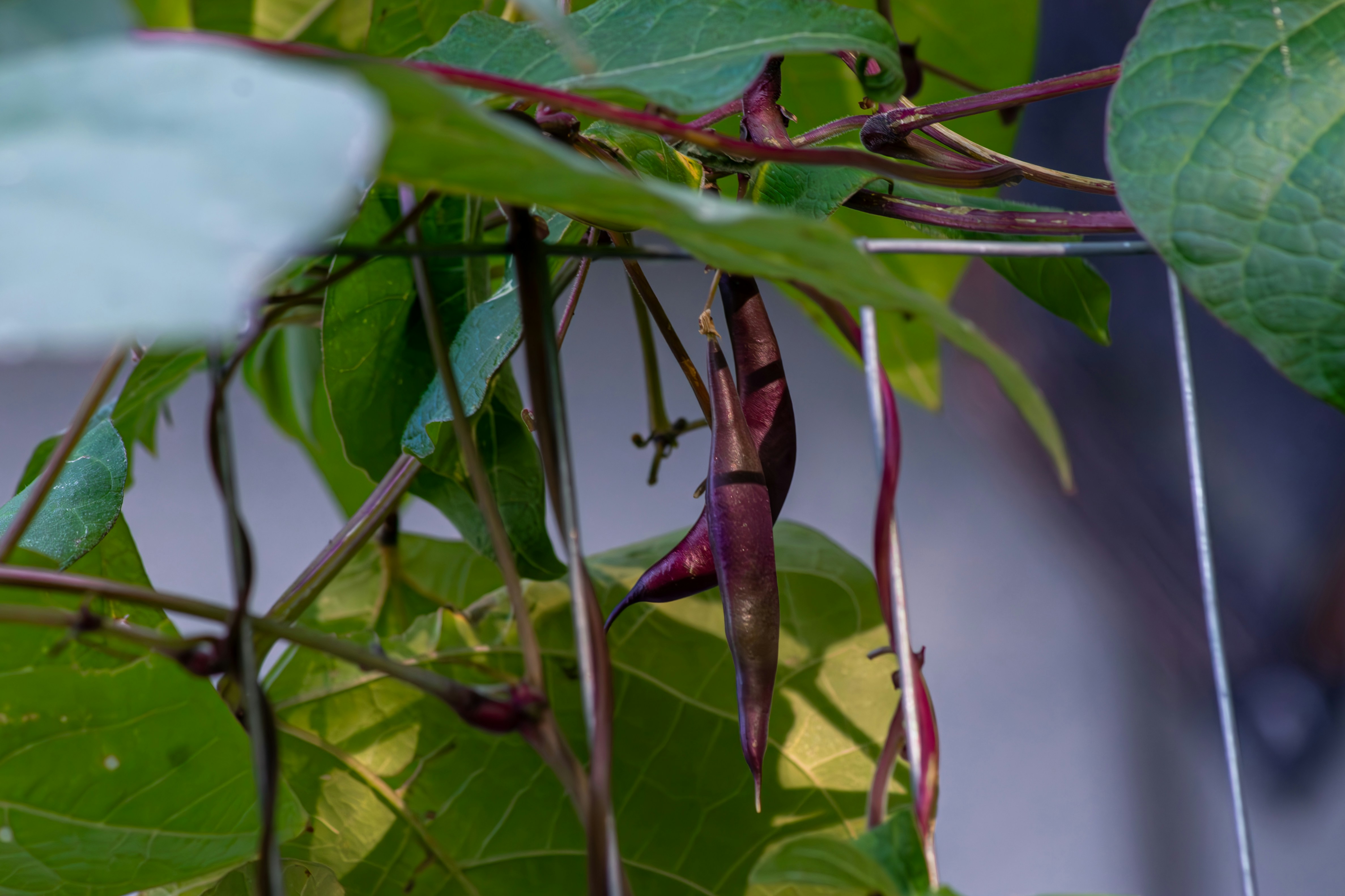 Vibrant purple pods nestled among lush green leaves in a garden setting.