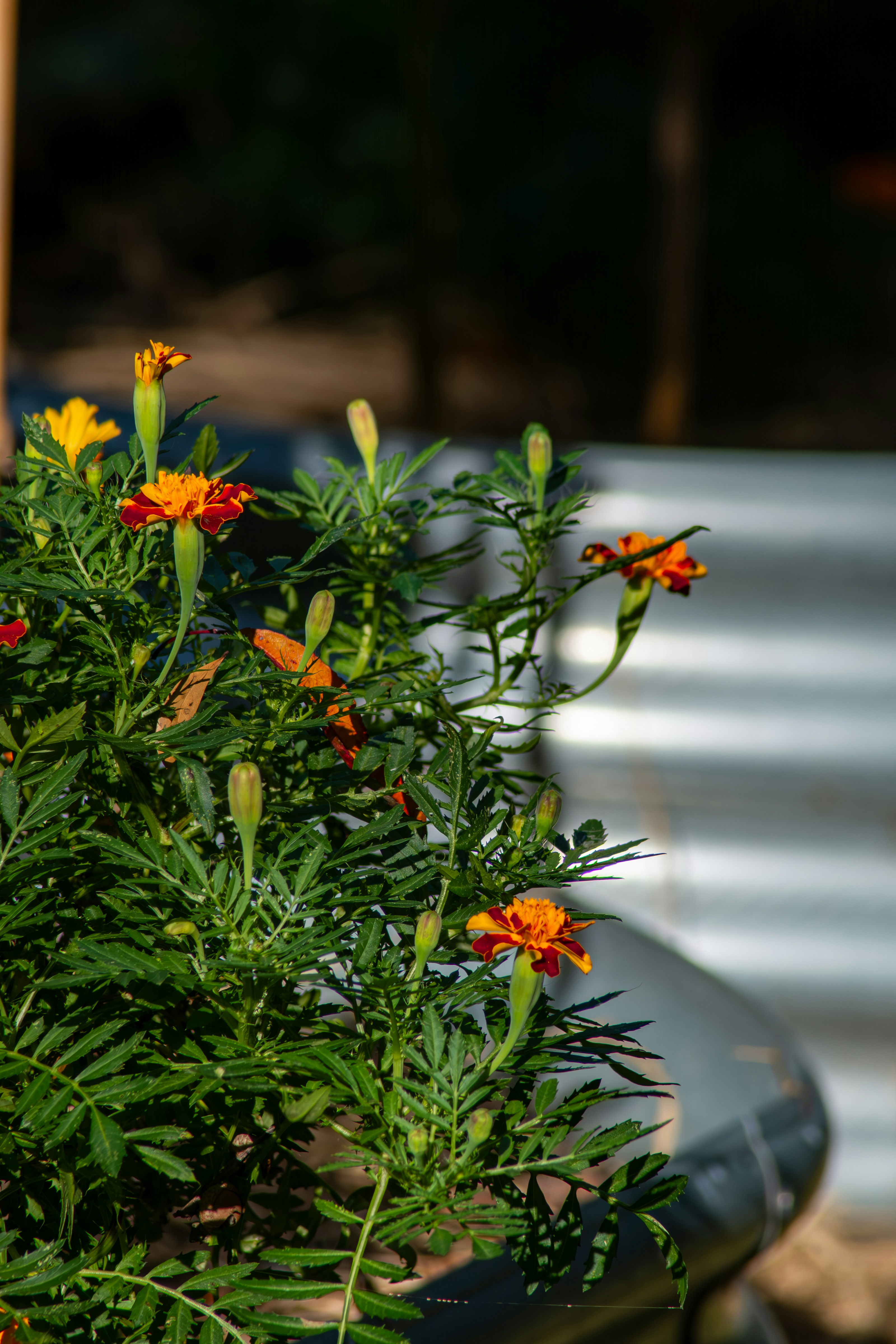 Marigold Spotlight: Fire-Orange Petals Amid Quiet Green Foliage
