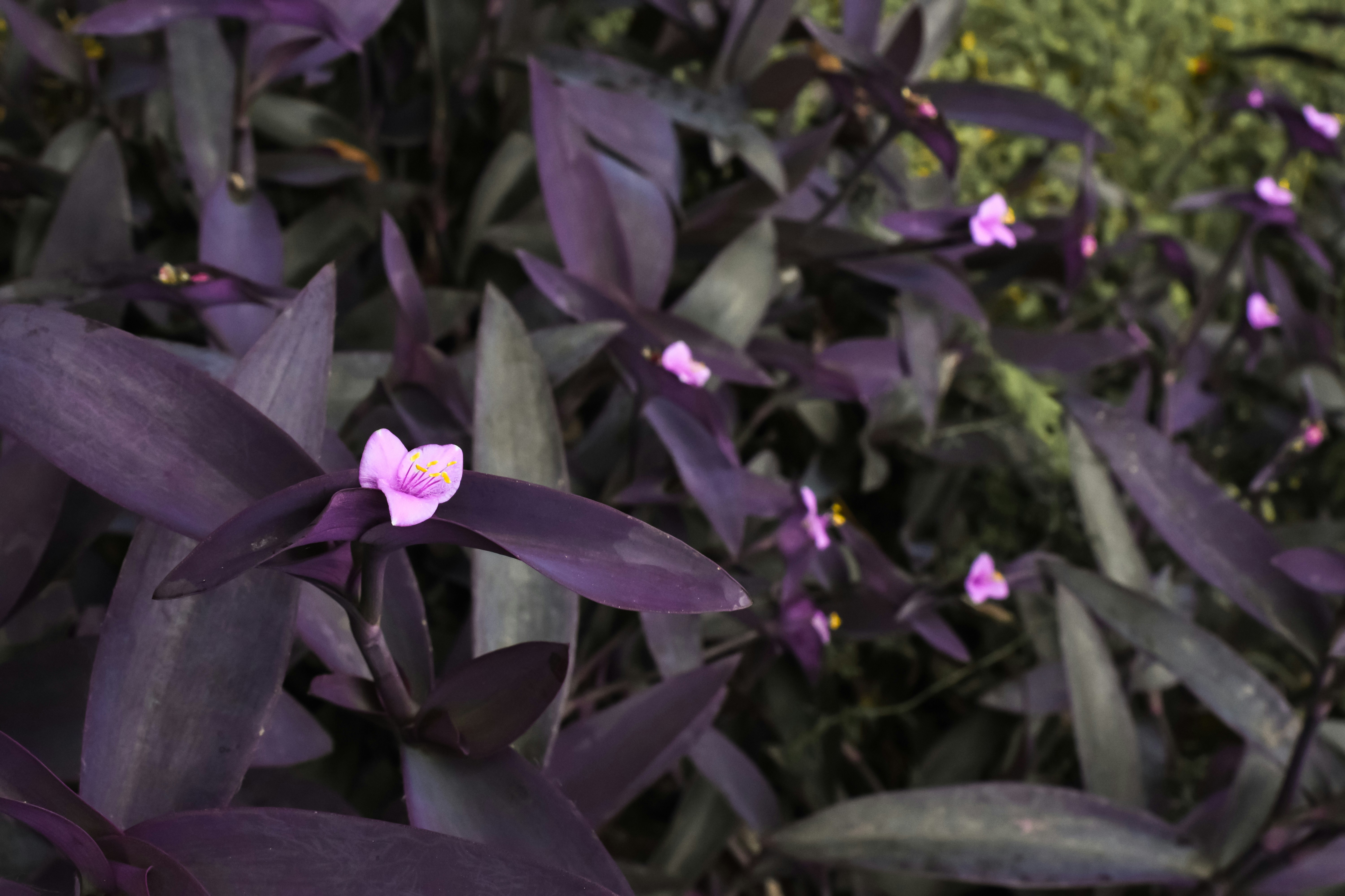 Midnight Violet: A single pink bloom anchors a sea of purple leaves
