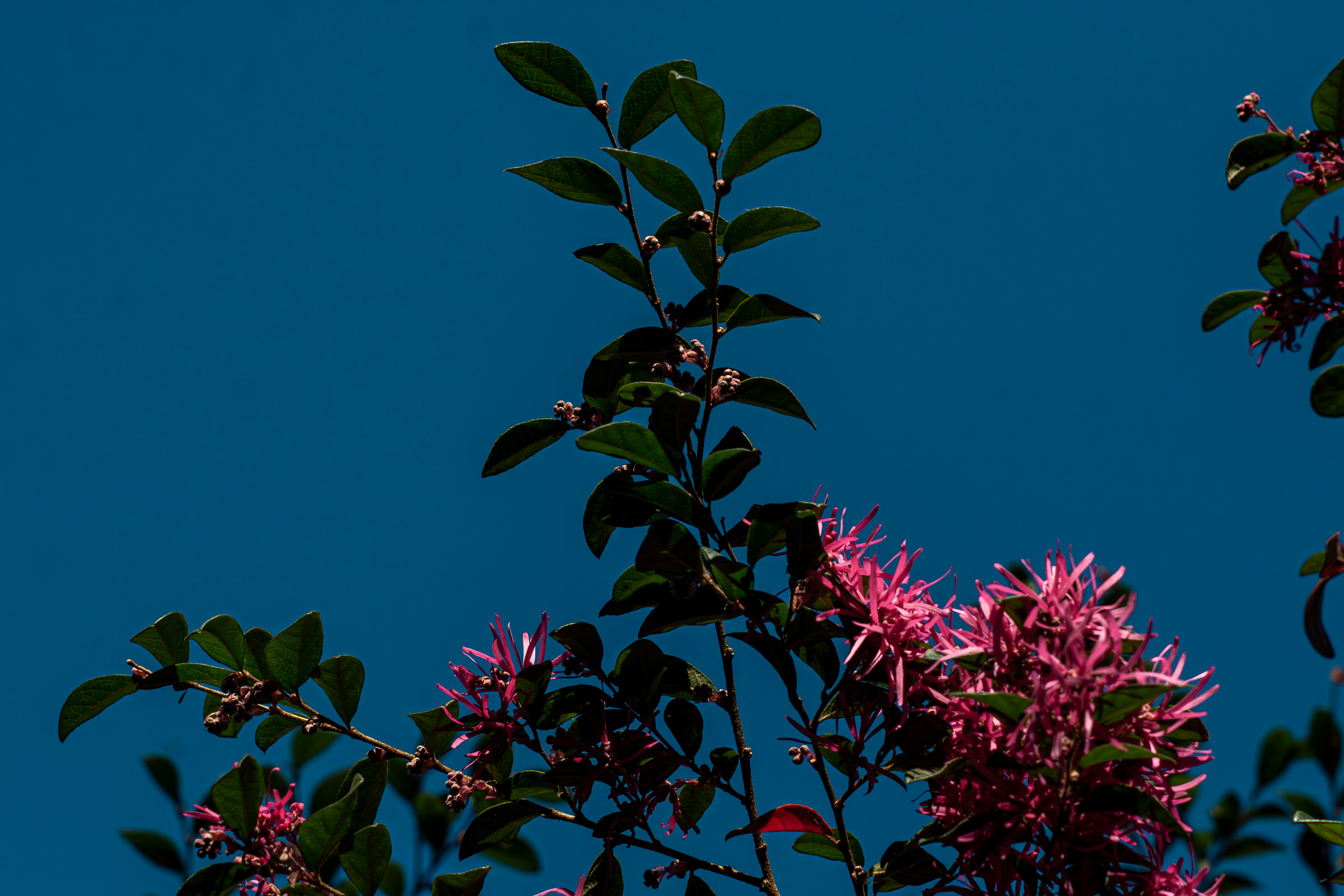 Photo by Chelsey Marques with Nikon D7100