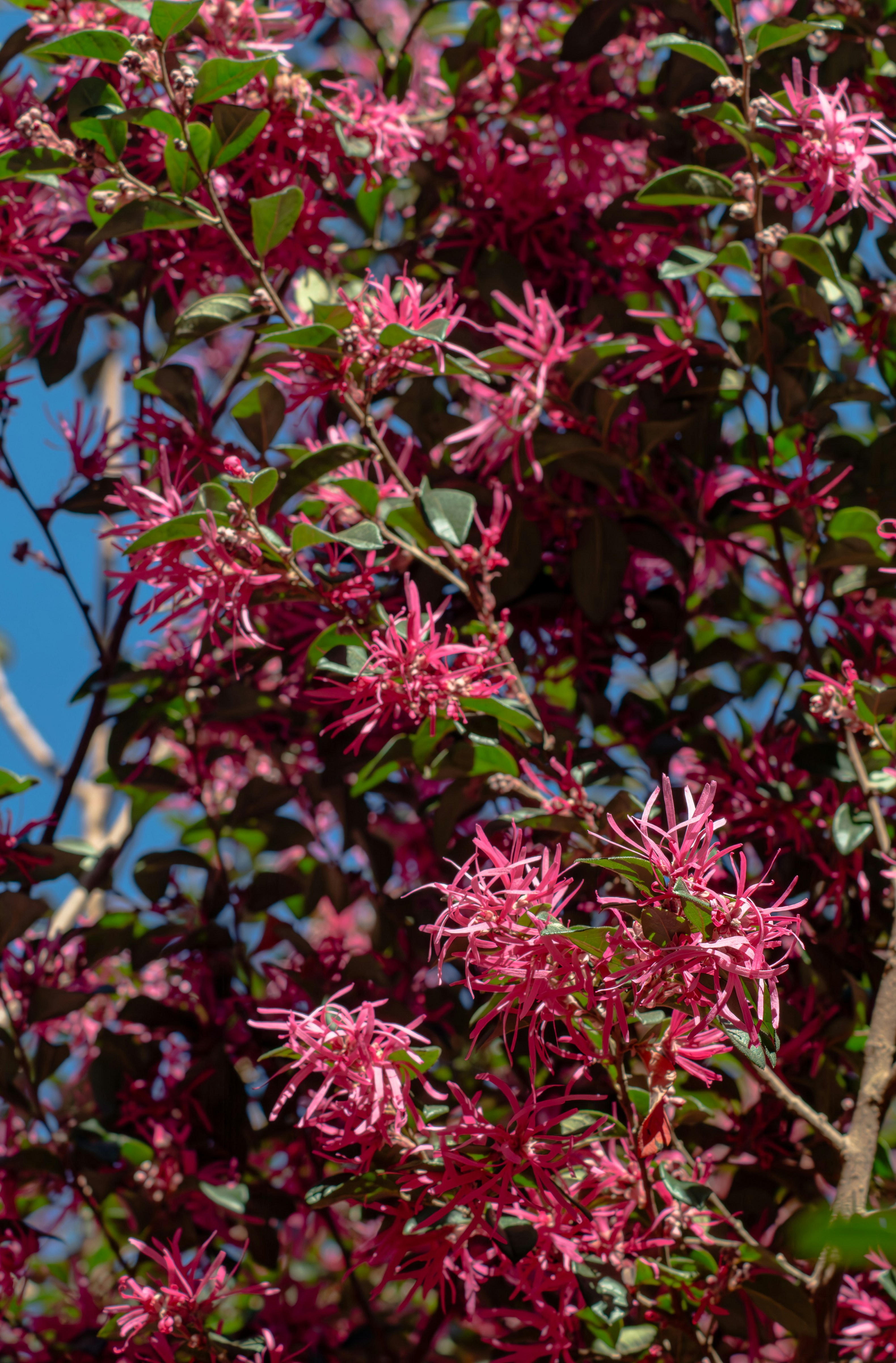Fringed Pink Burst: Loropetalum blossoms weave through sunlit green