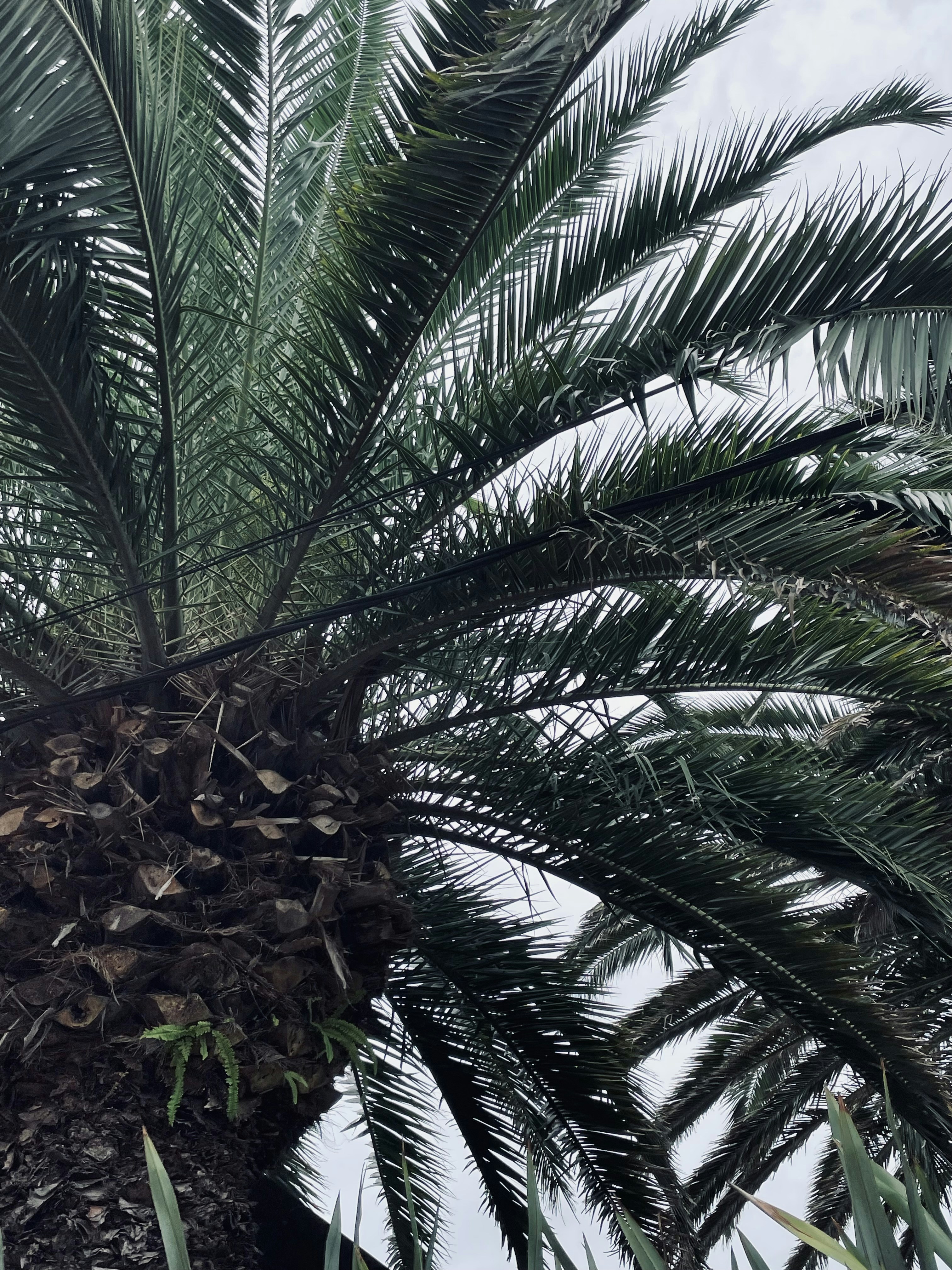 A palm tree with lots of leaves on it photo – Free Palm tree Image on ...