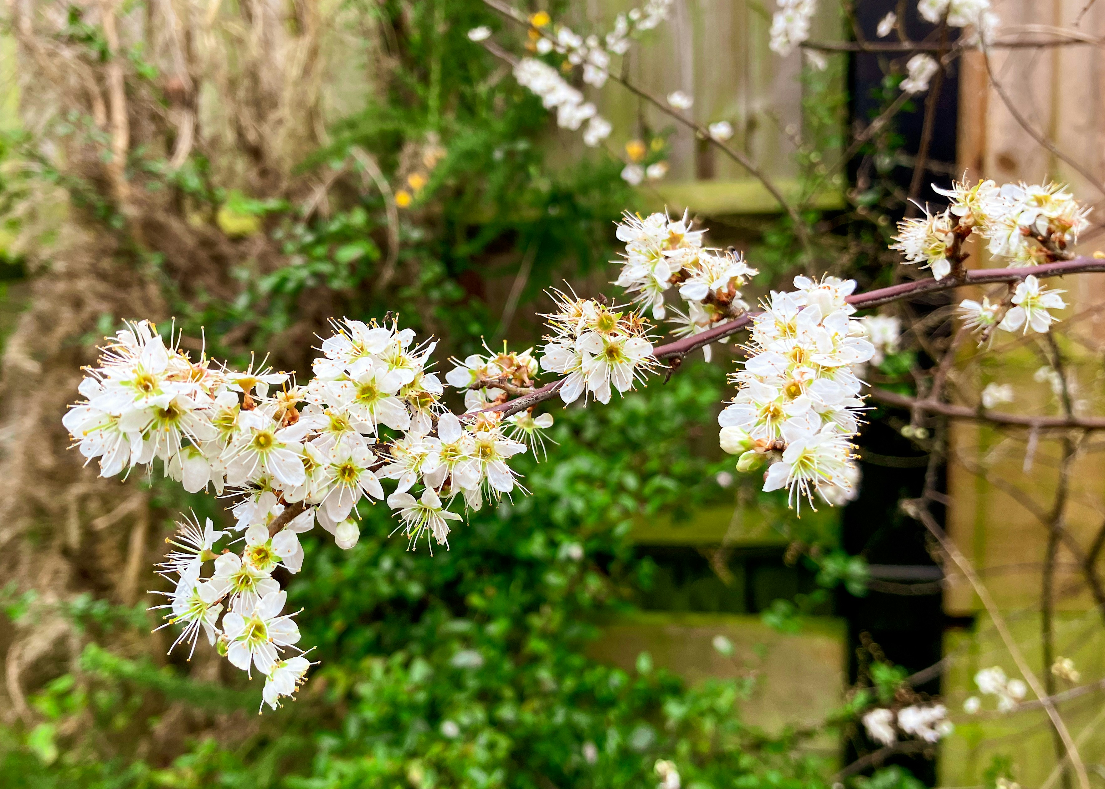  Blossoms on a sunlit branch: spring bloom along a weathered garden backdrop
