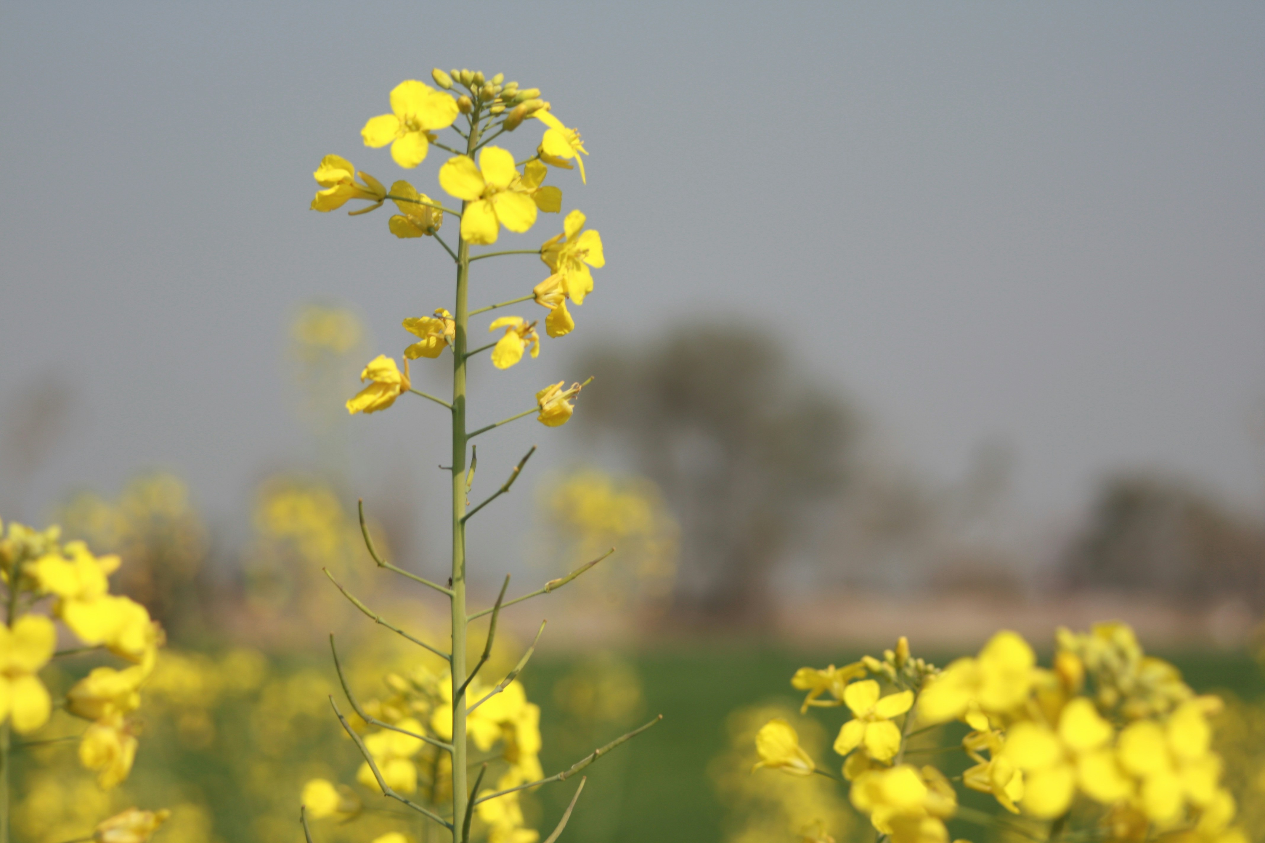 Solitary Canola Bloom Rising Through a Hazy Field