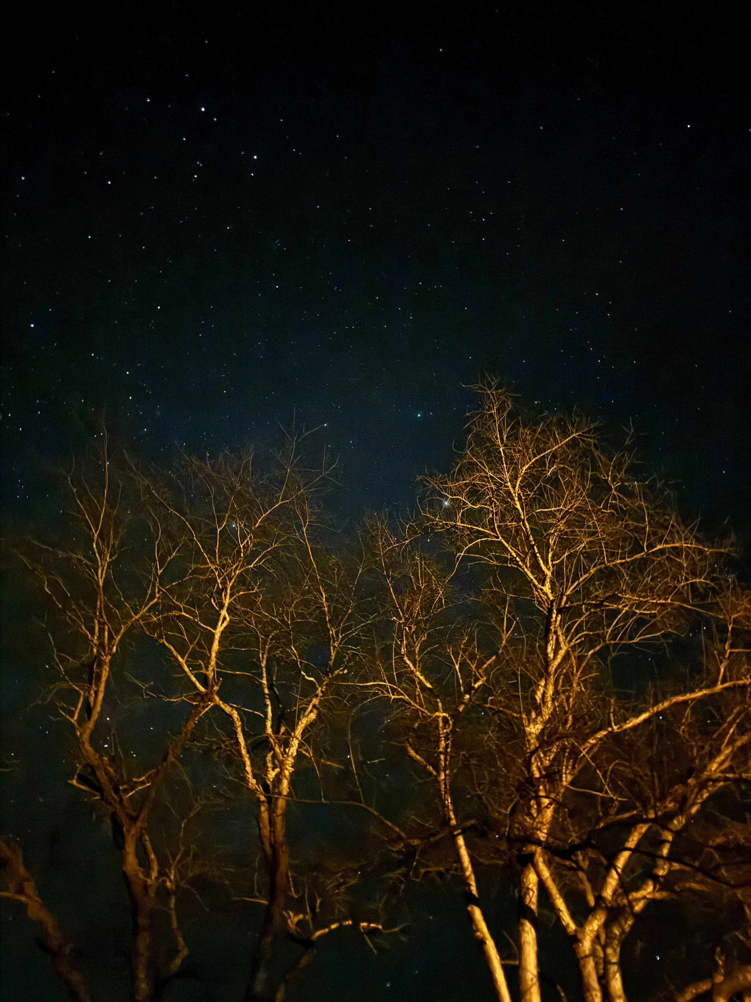 A night sky with stars and trees in the foreground photo – Free Moon ...