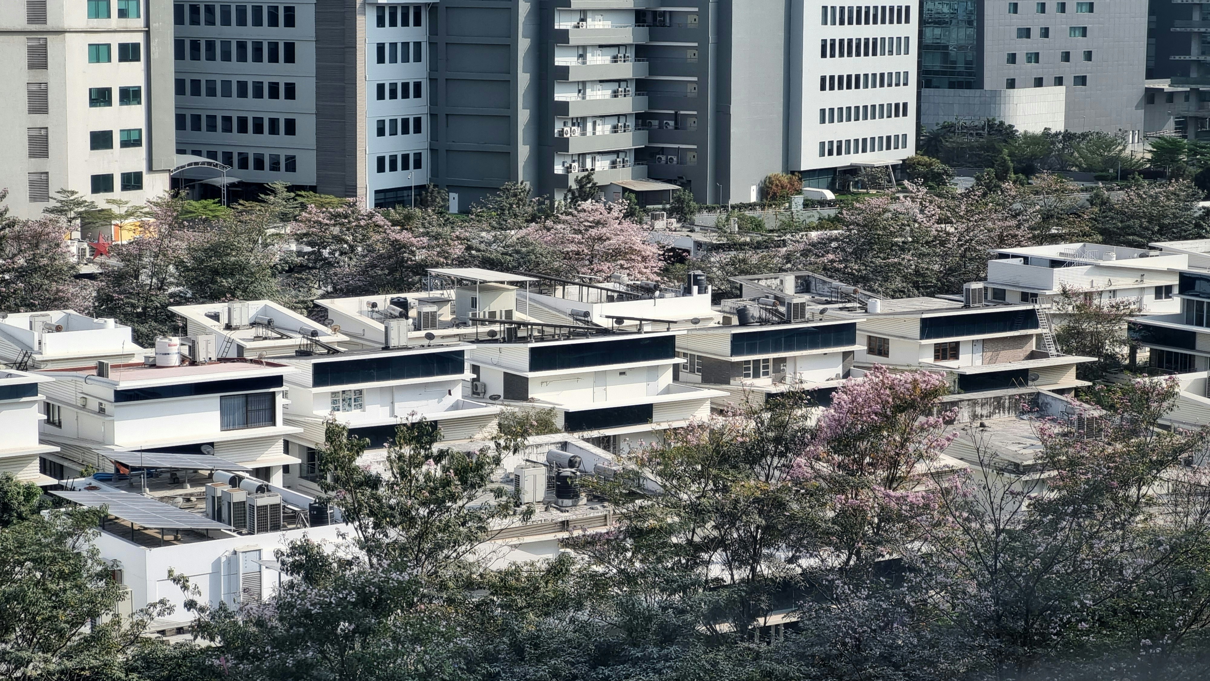 Cityscape in Bloom: Terraced Housing Framed by Cherry Blossom Canopy