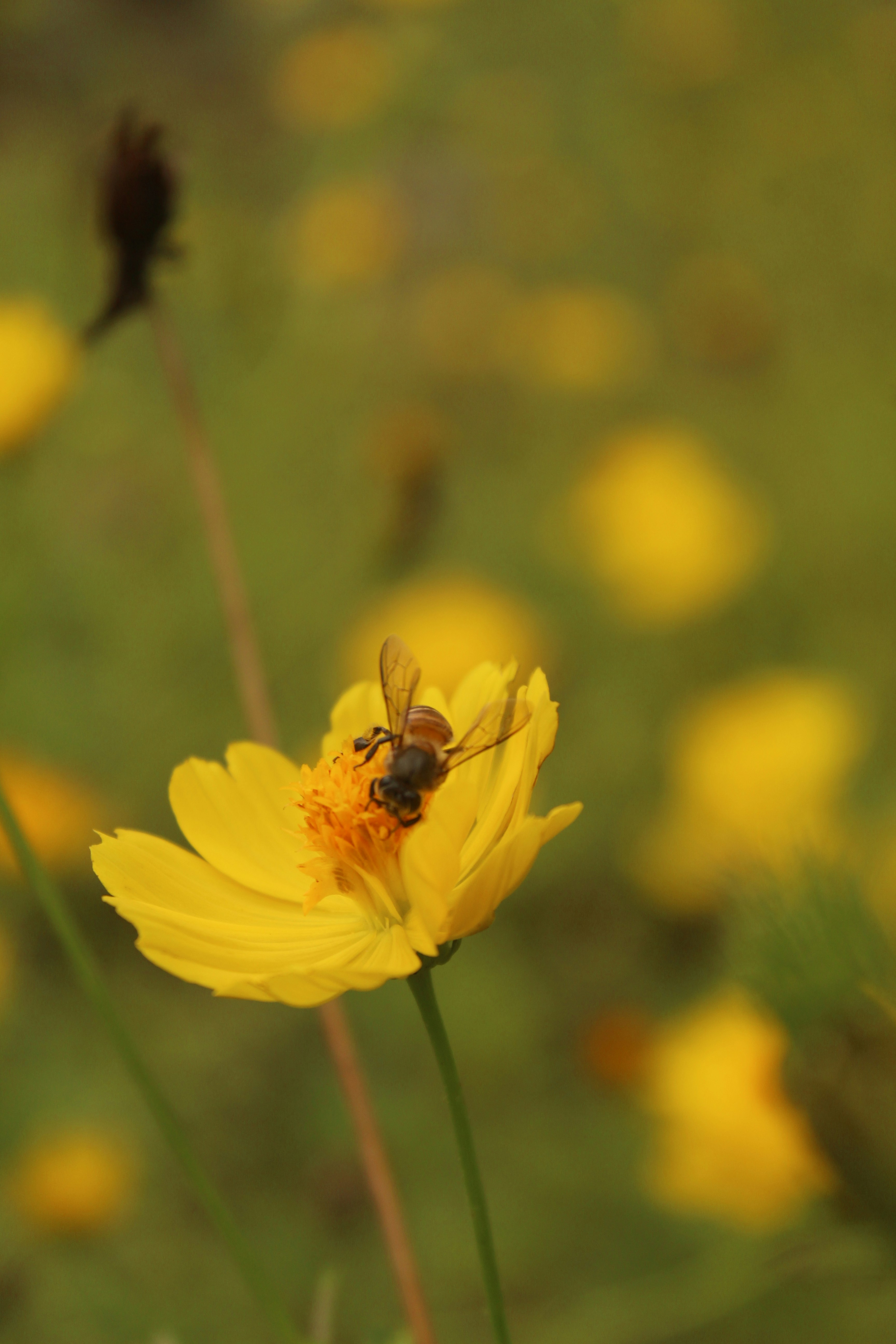 Photo by Lino with Canon EOS 4000D