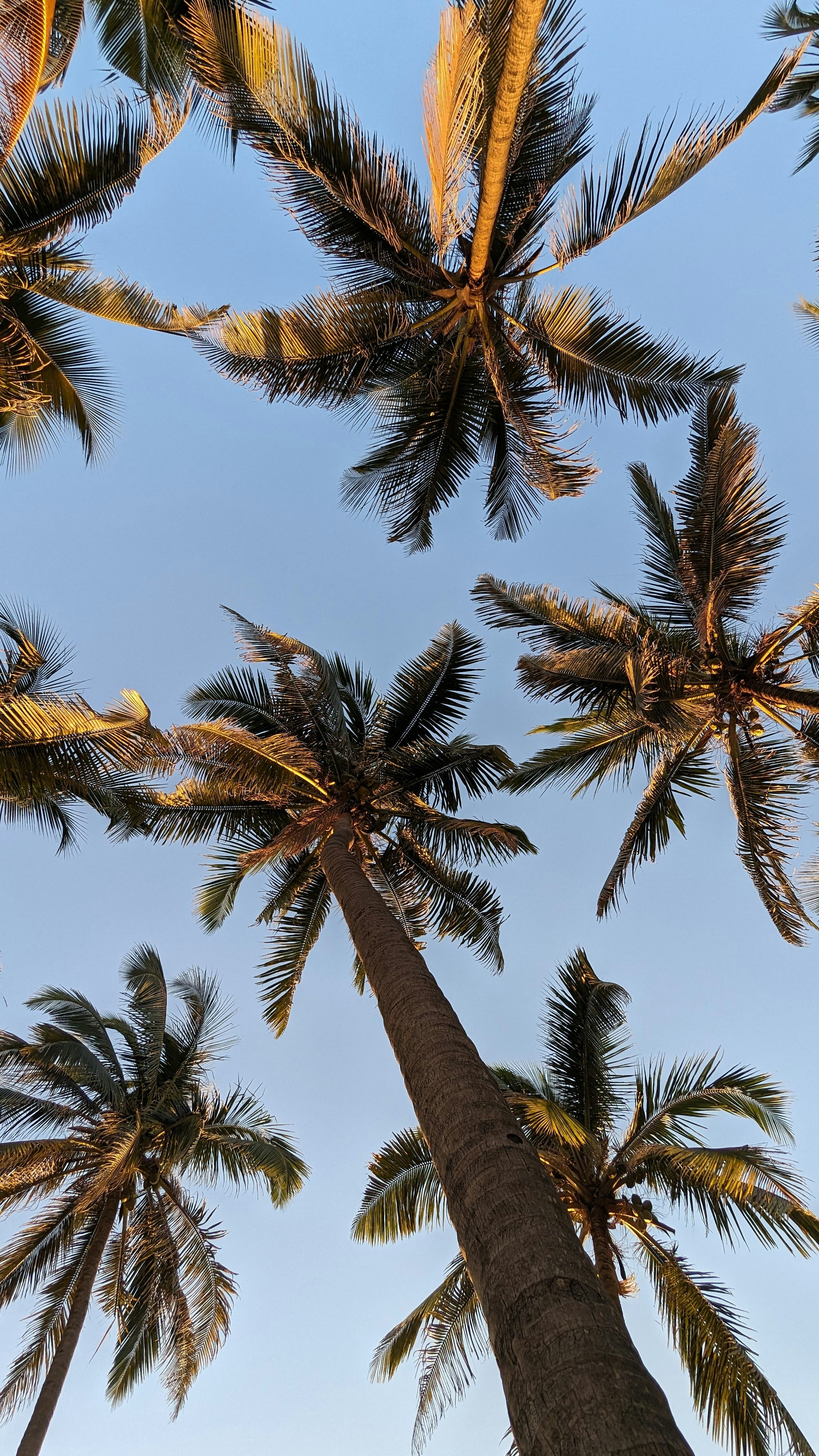 Palm trees silhouetted against a clear blue sky.