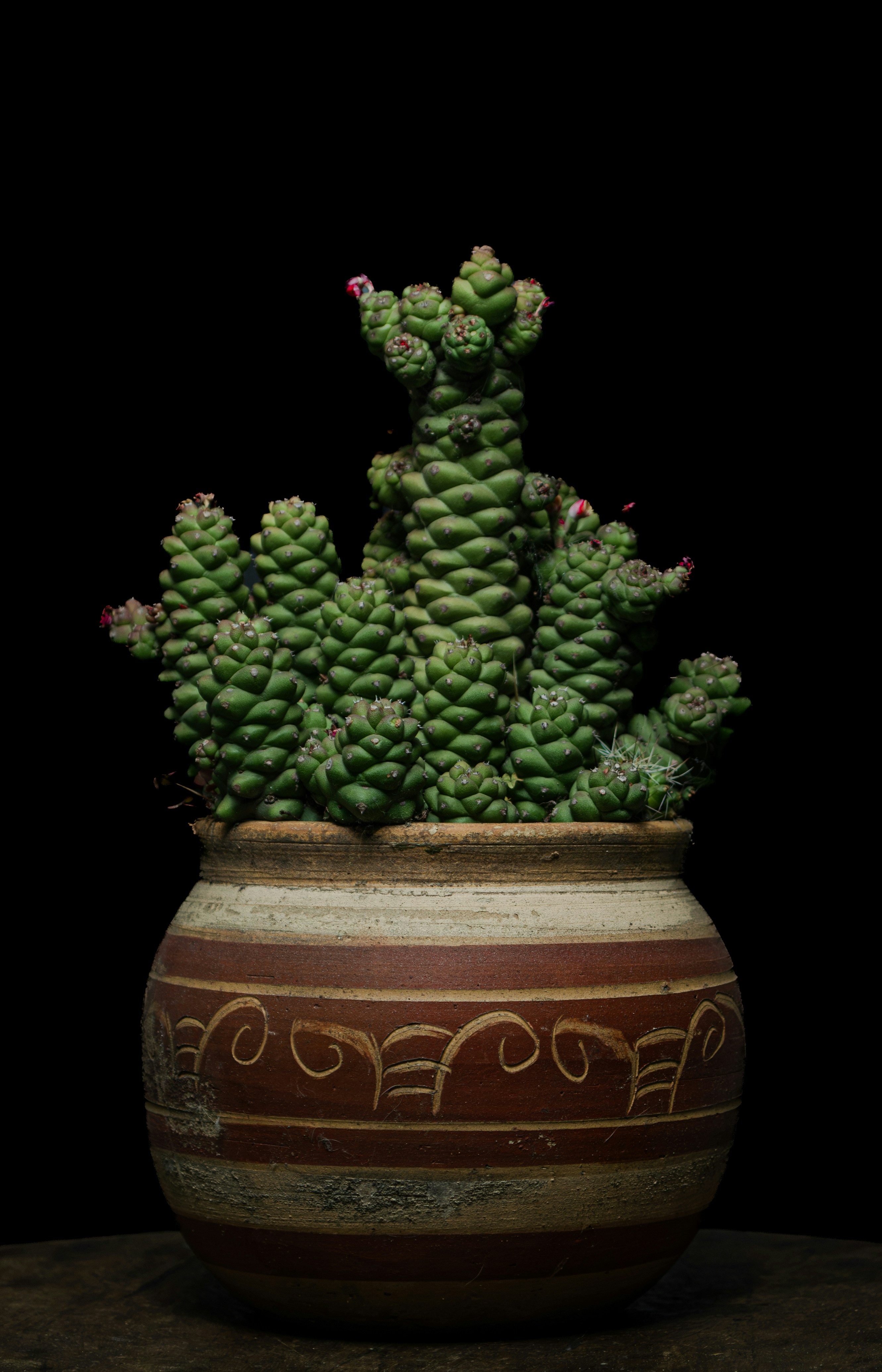 Spiral Green Towers in a Rustic Pot