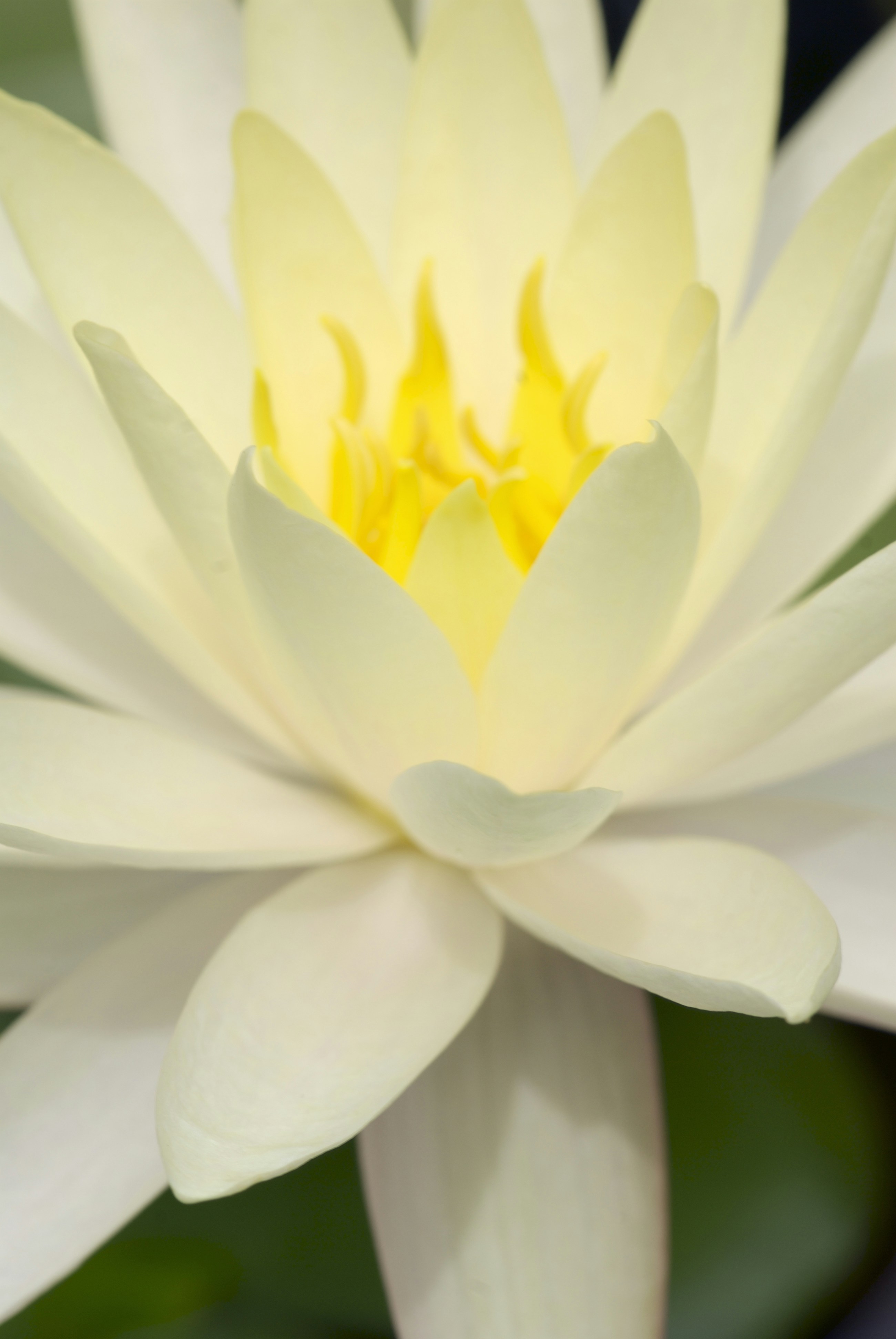 A close up of a white and yellow flower photo – Free Soft yellow Image ...