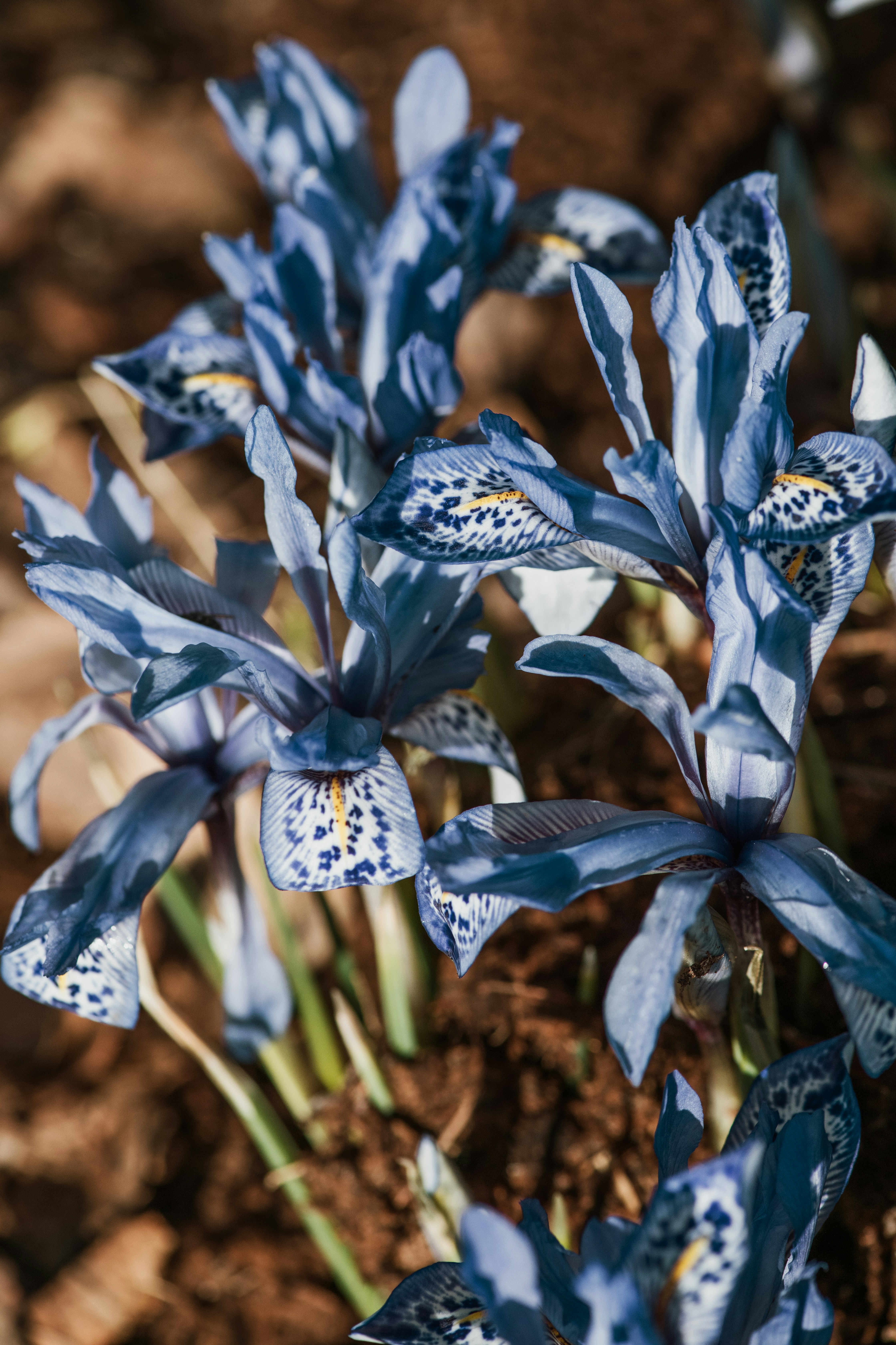 A group of blue flowers growing out of the ground photo – Free Grey ...