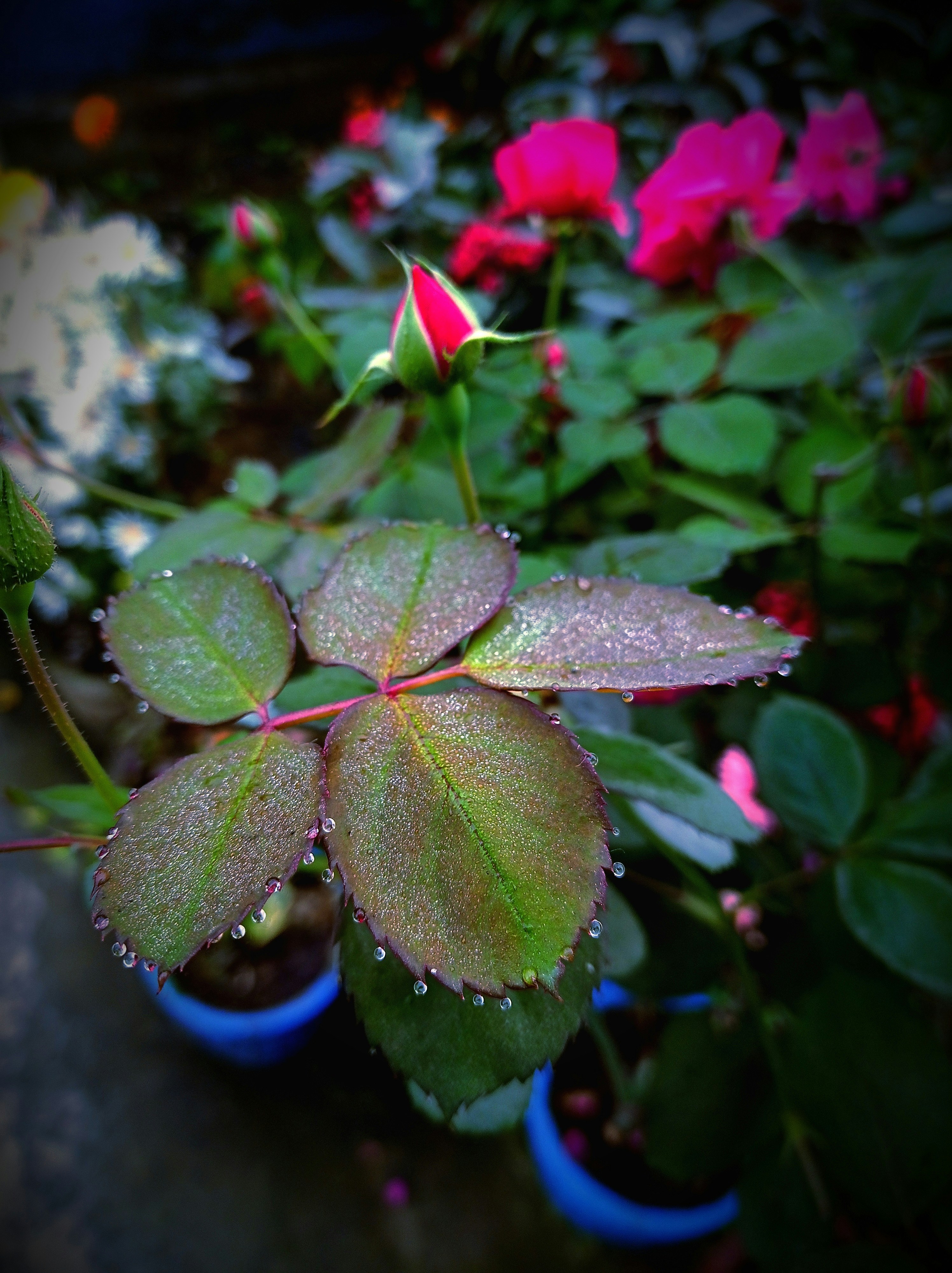 Dew-Kissed Rose Leaves Framing a Bud in Morning Light