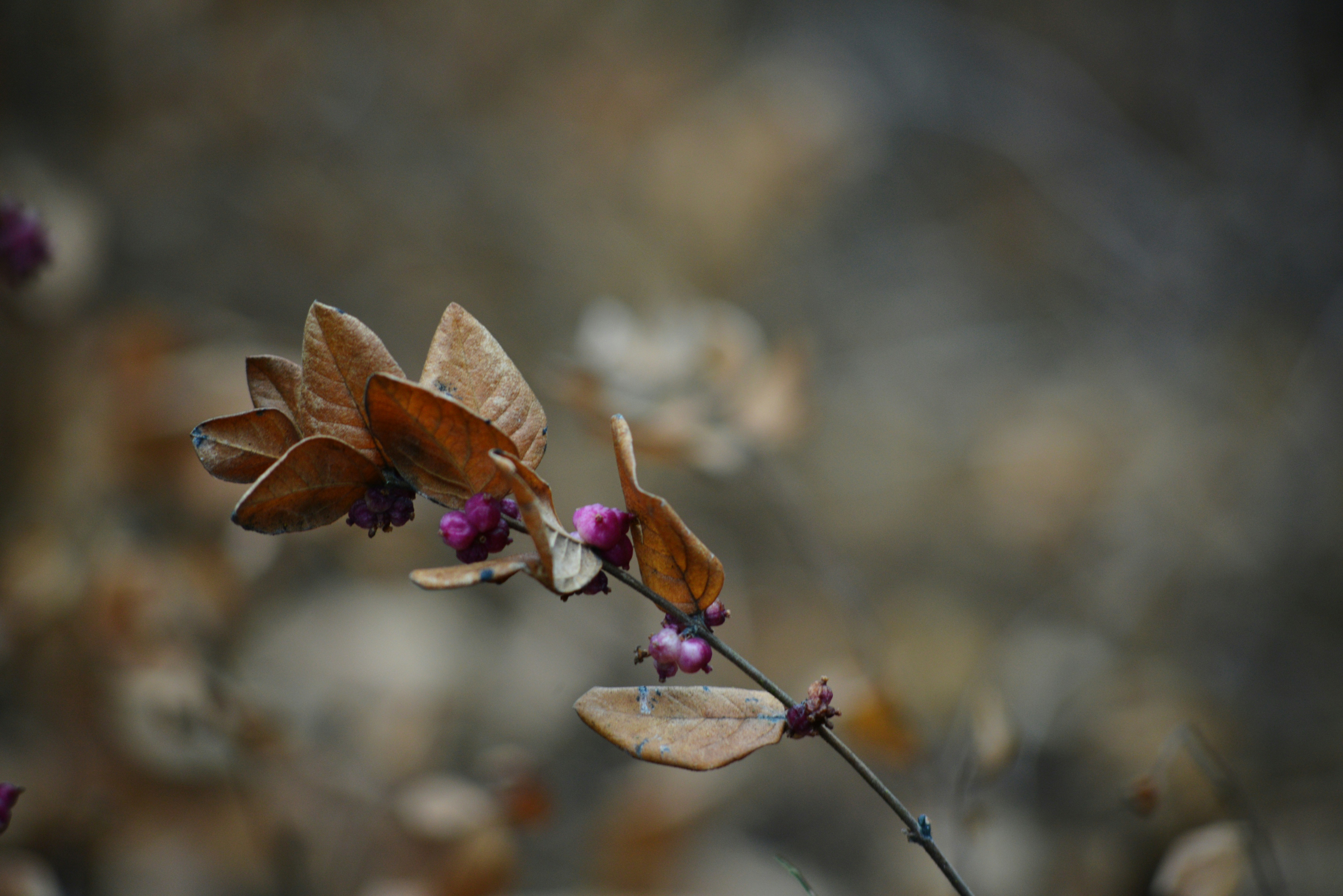 Magenta Berries on a Withered Twig: A Quiet Macro Moment