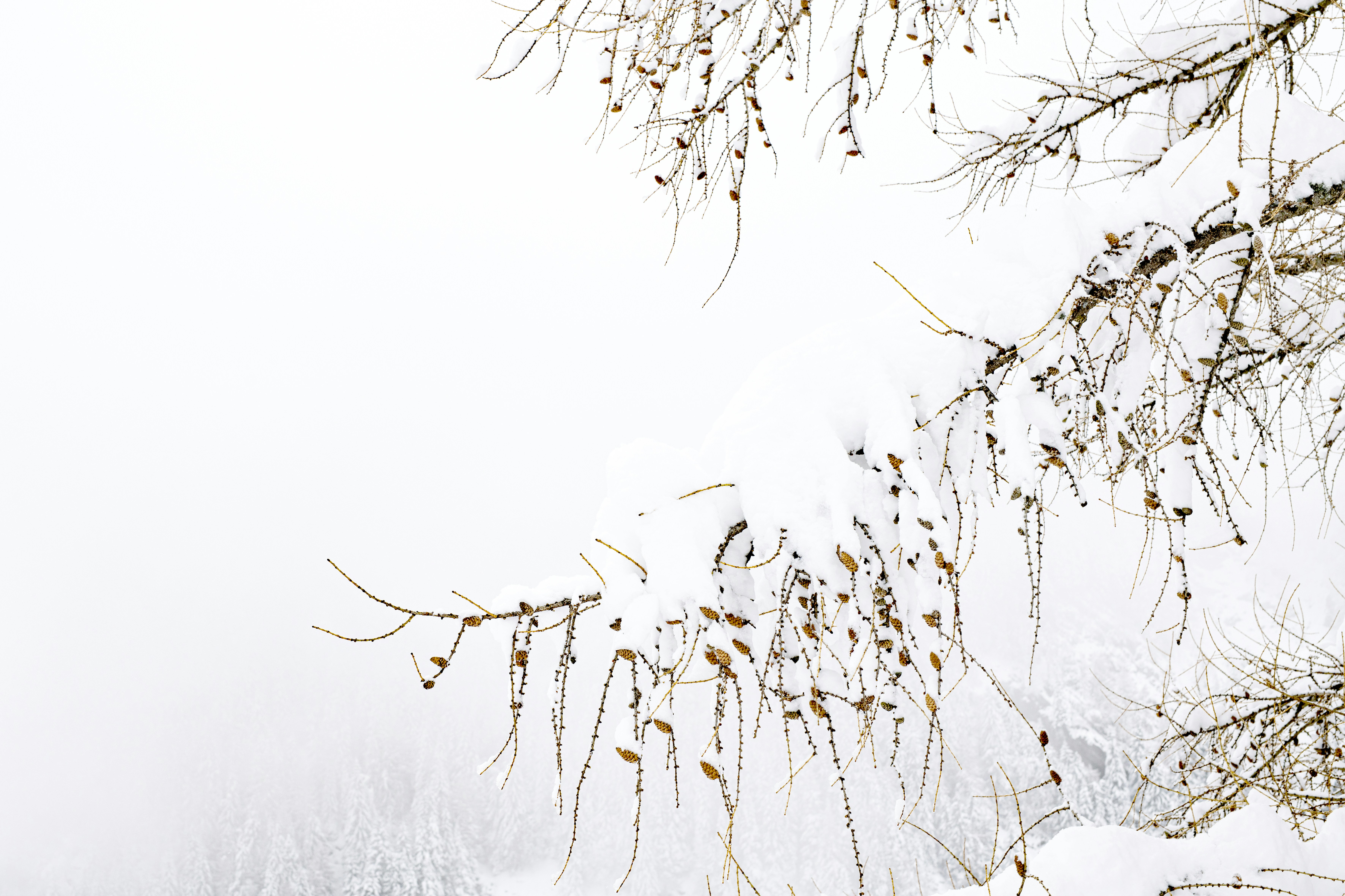 A snow covered tree branch with a bunch of snow on it photo – Free Snow ...