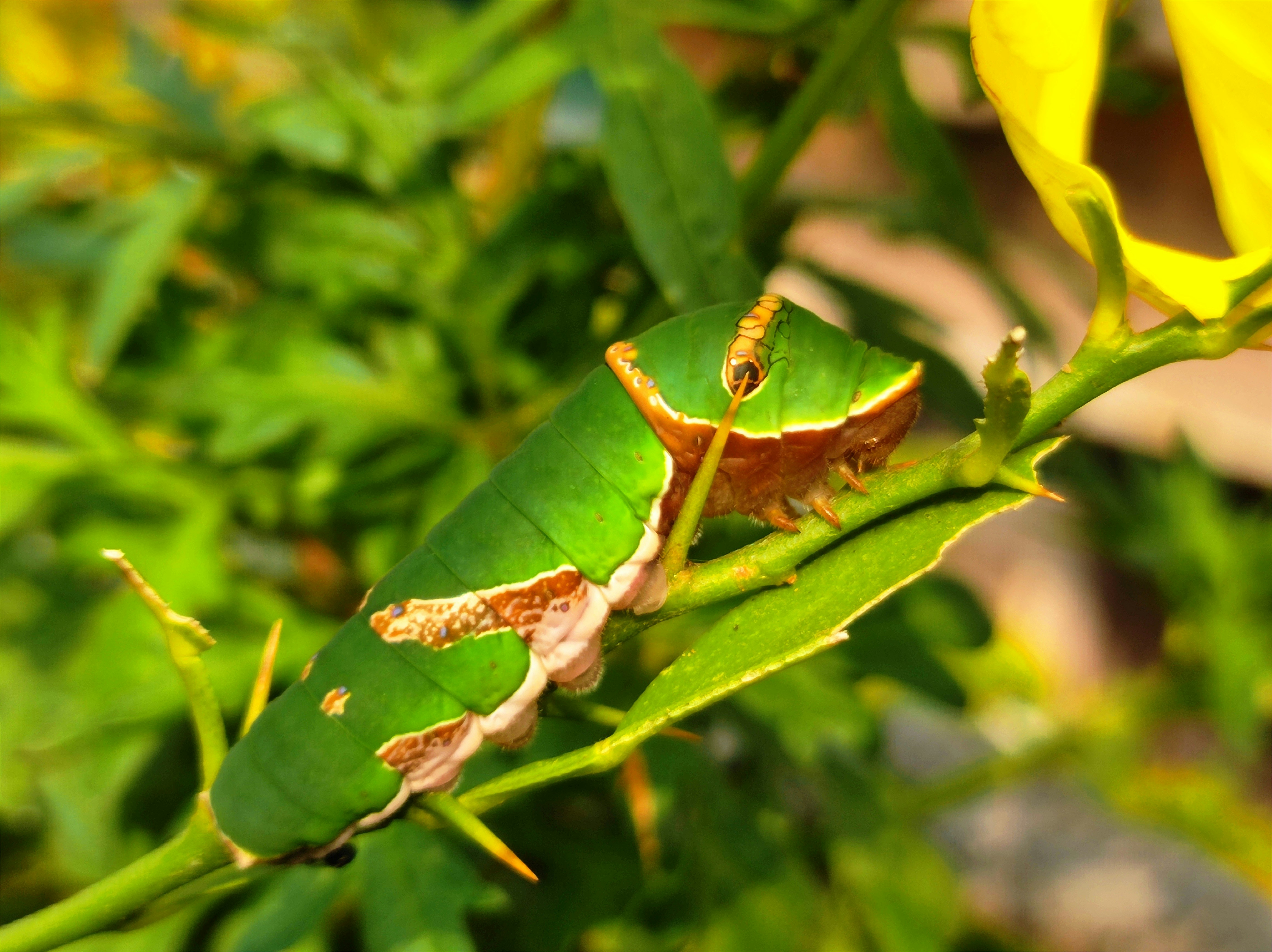 A close up of a green insect on a leaf photo – Free Chhattisgarh Image ...