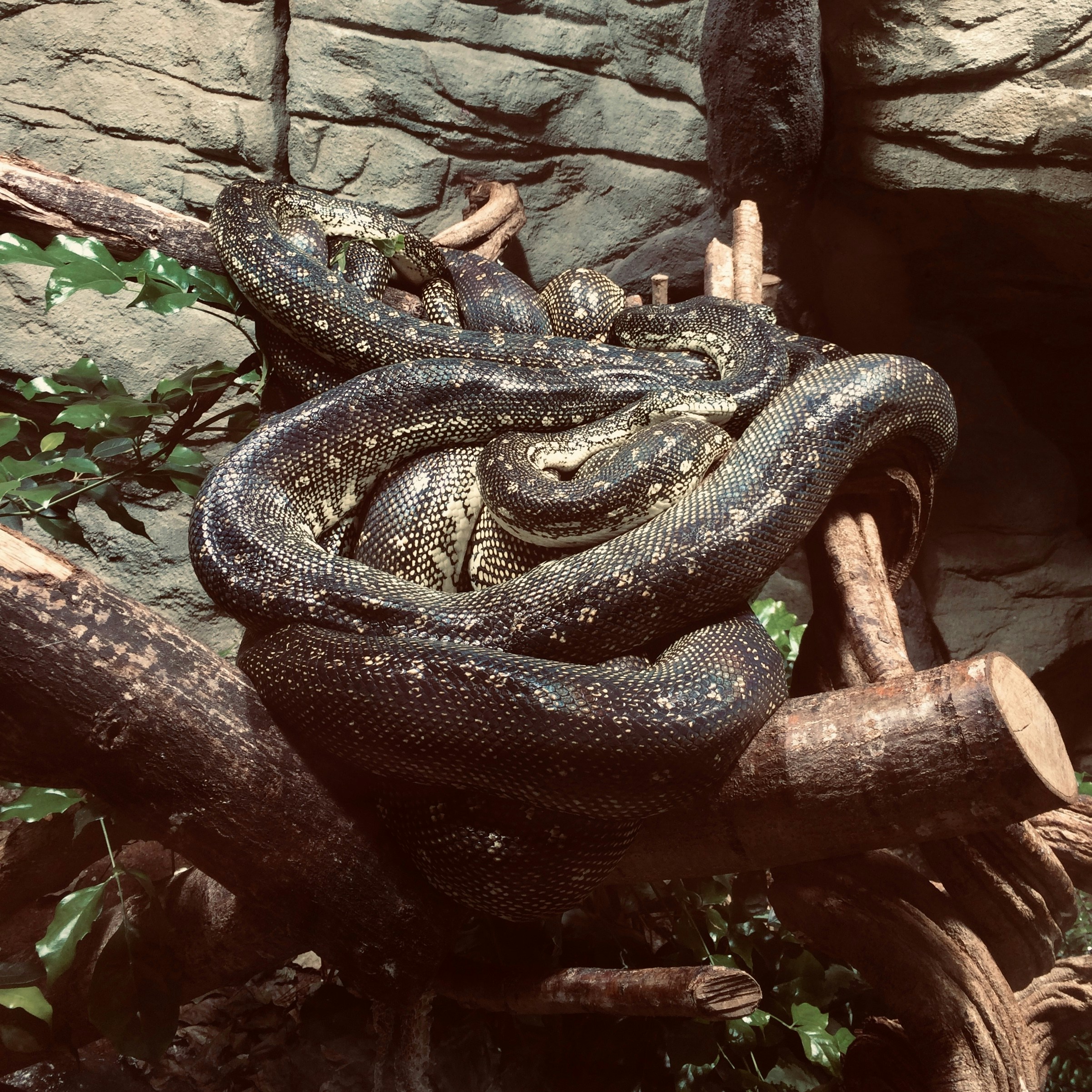 Dark, textured python coils around weathered branches within a rocky enclosure.