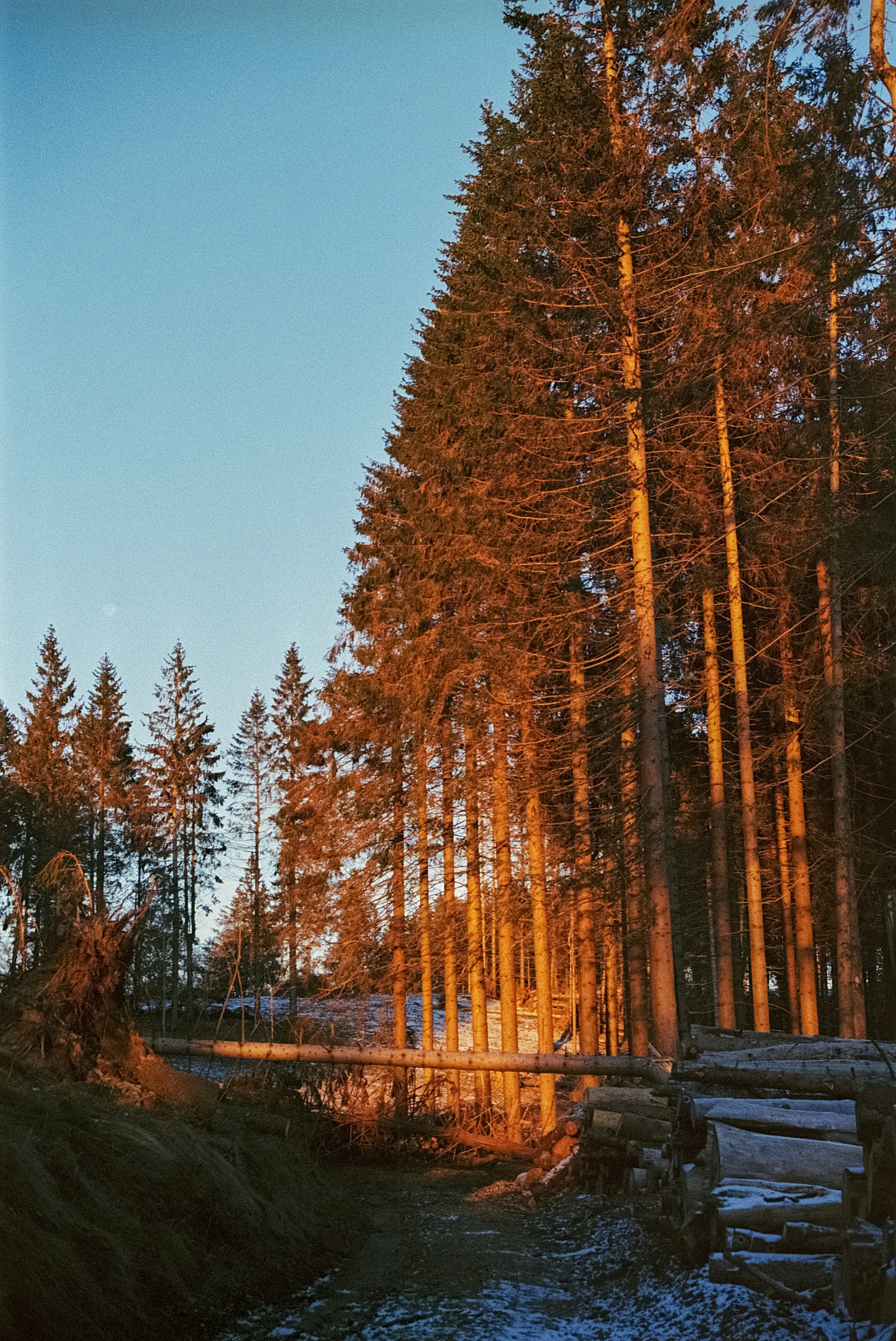 Amber Pines at Dusk: A Snow-Dusted Forest Trail