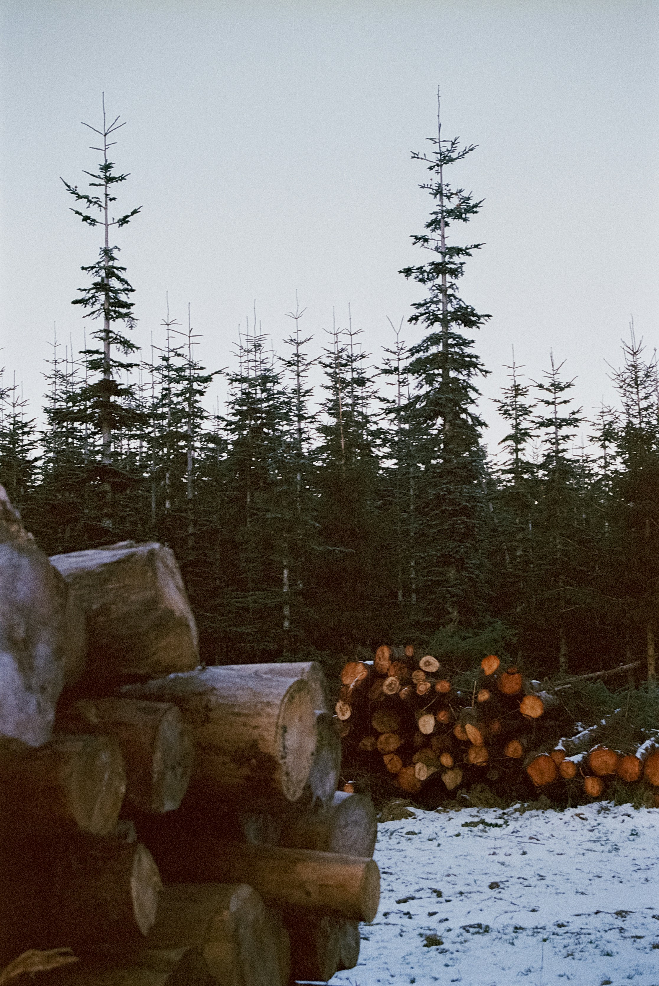 a pile of logs sitting on top of a snow covered ground
