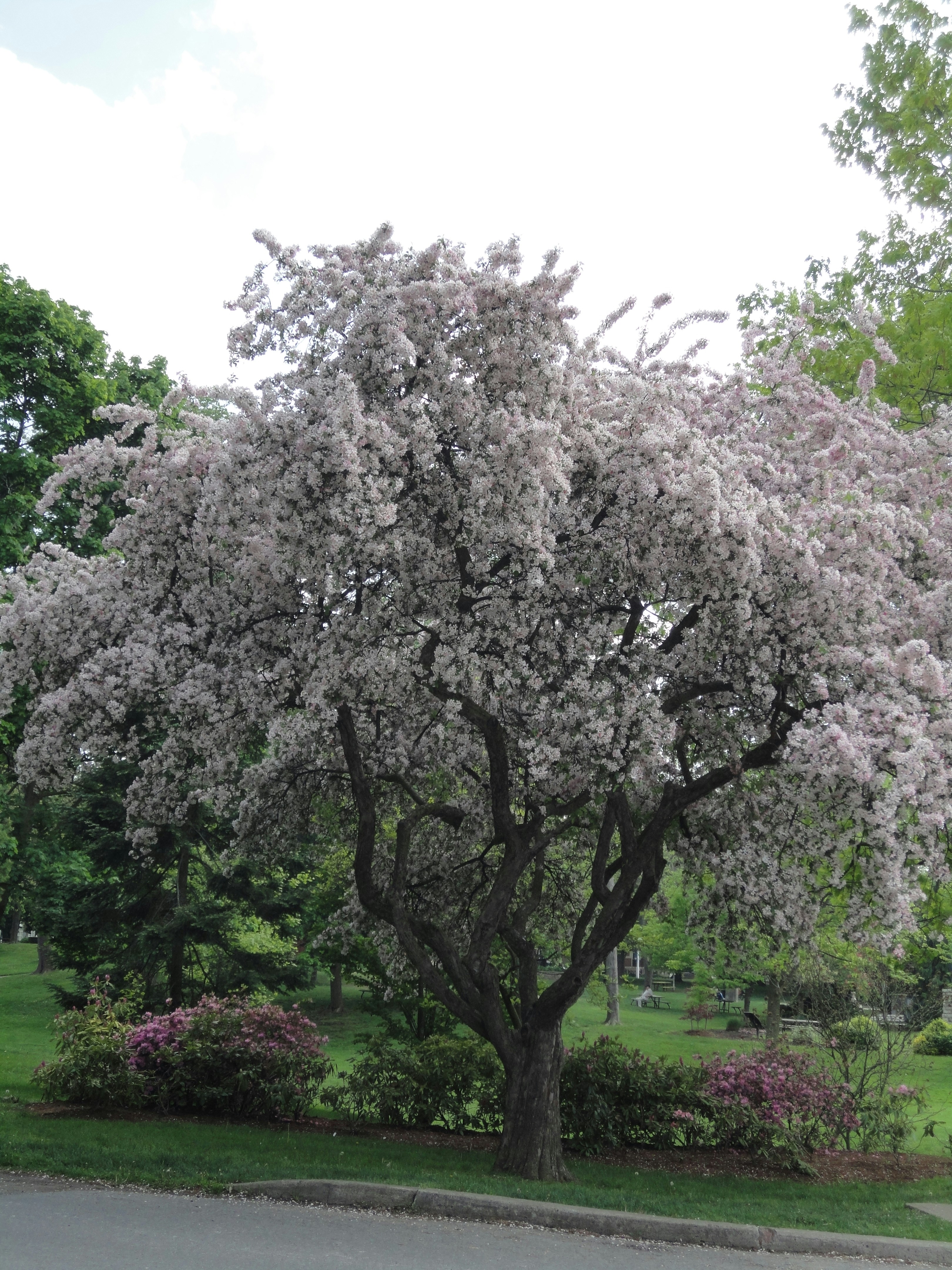 Pink Crown of Spring: A Cherry Blossom Tree in the Park