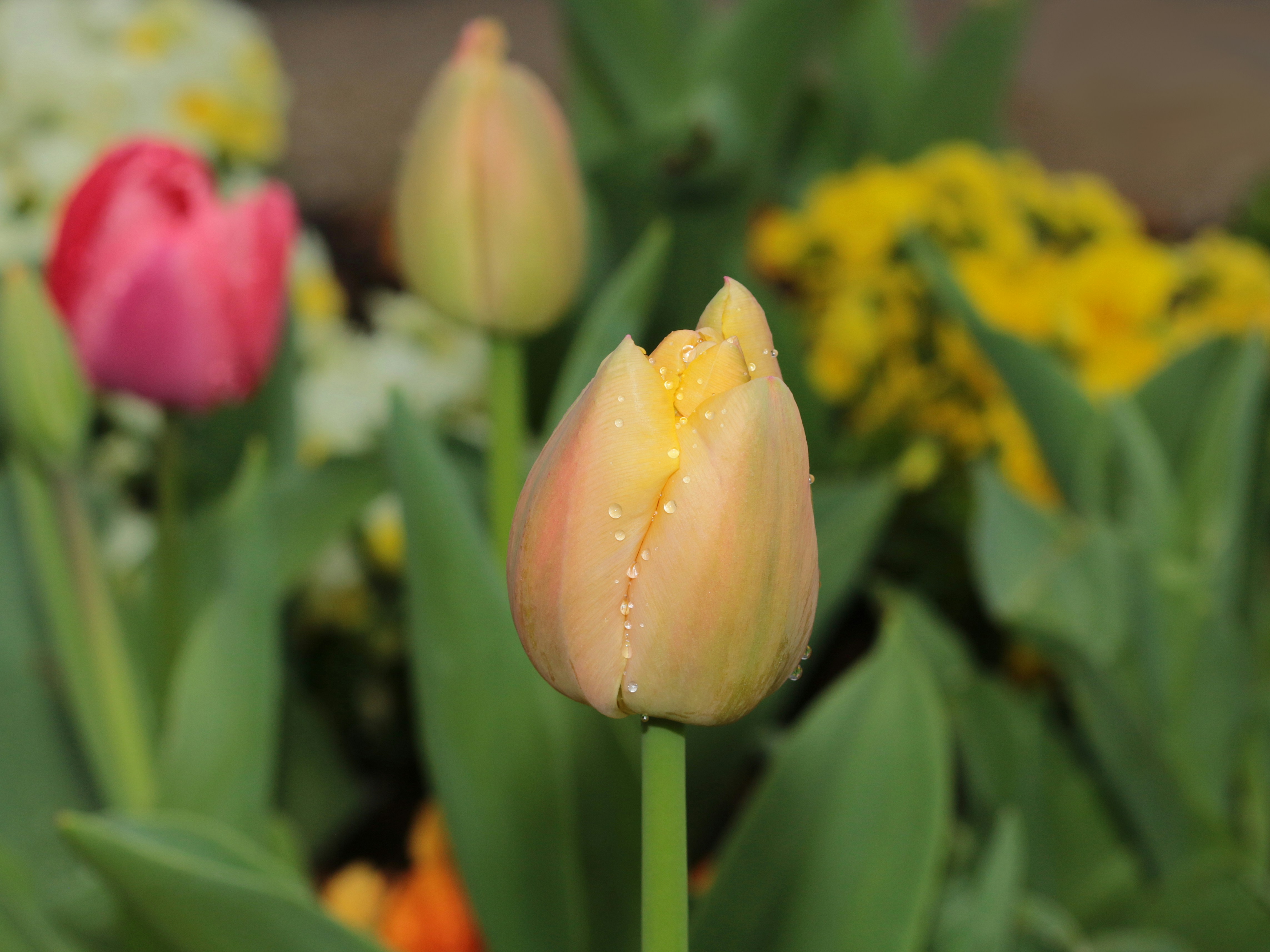 Dew-Kissed Peach Tulip in Sharp Focus Amid Garden Blur