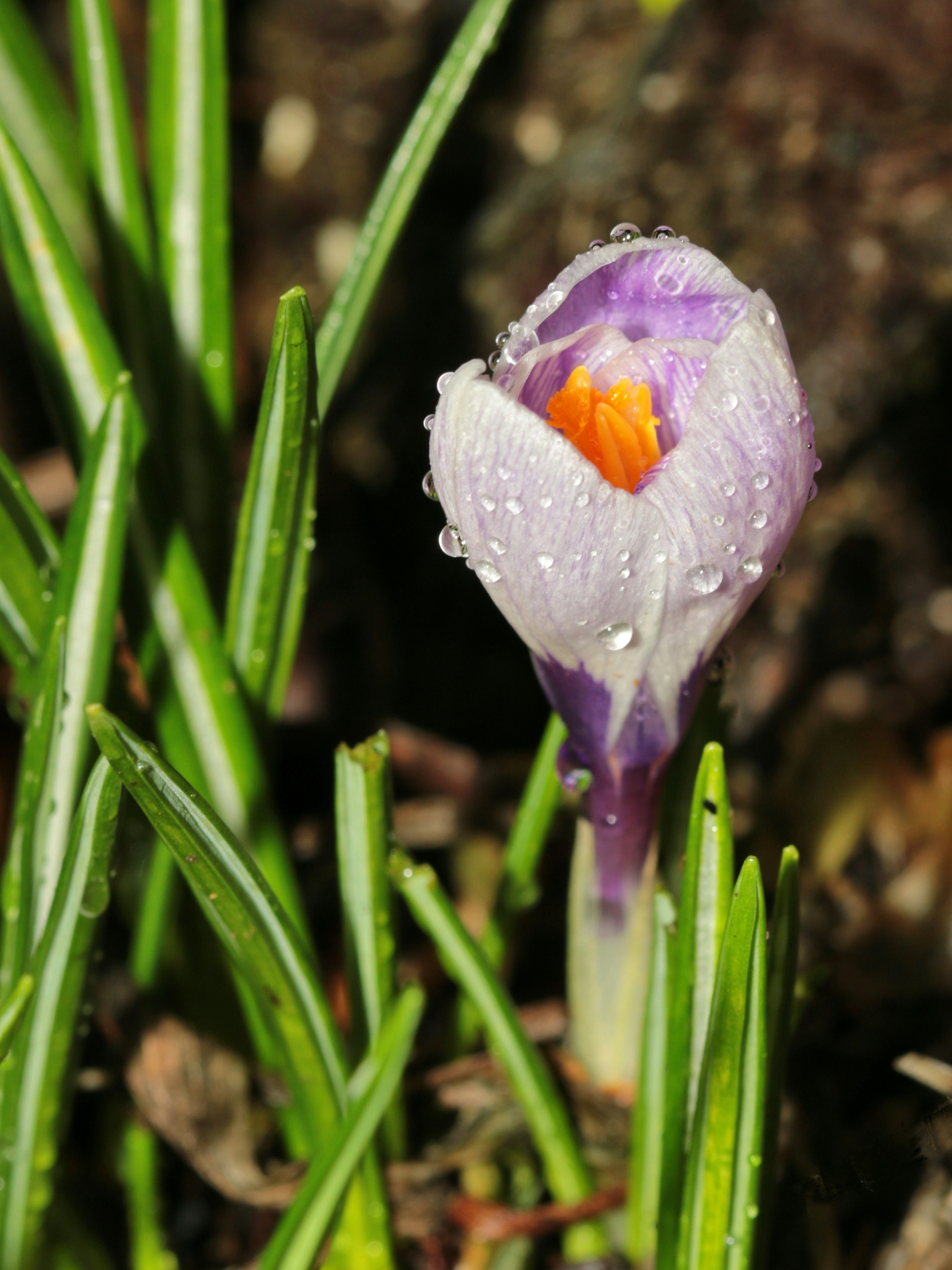 Close-up of a Purple Crocus Bud with Dewdrops