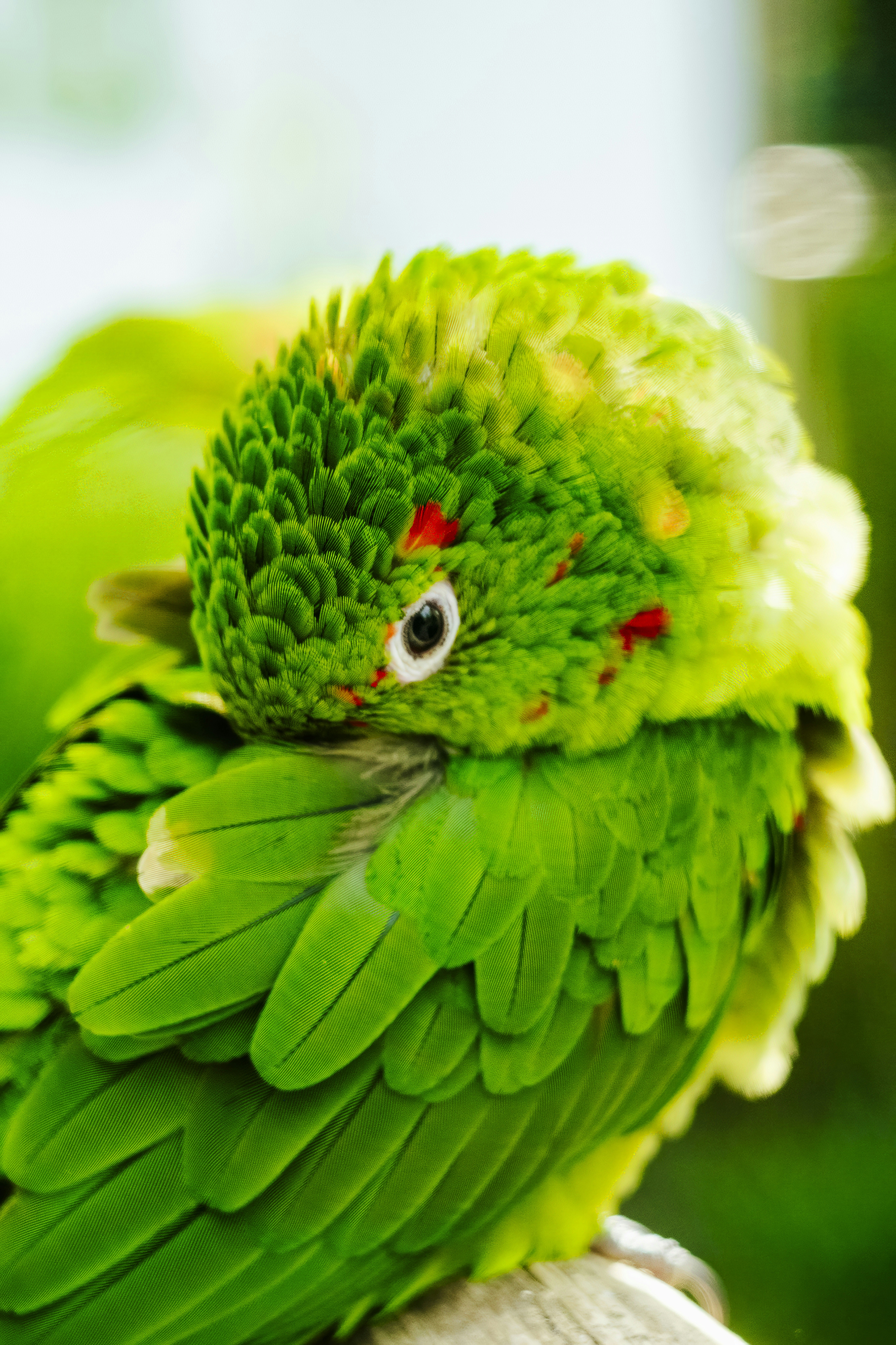 A close up of a green parrot on a branch photo – Free Nature Image on ...