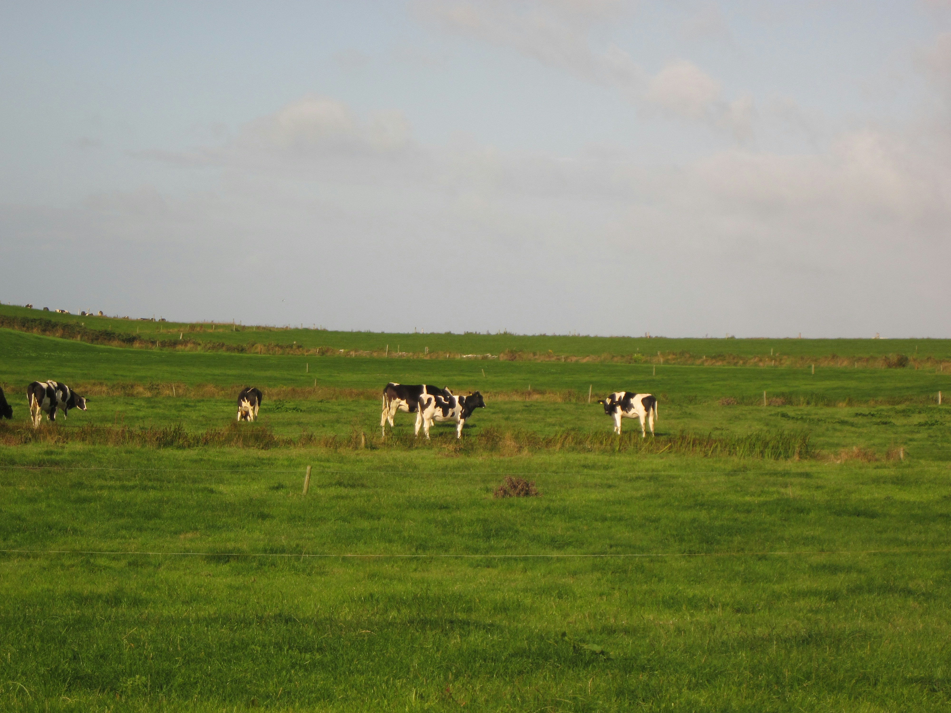 Cows graze on a broad green plain beneath a soft, cloudy sky, captured as a wide scenic photograph.