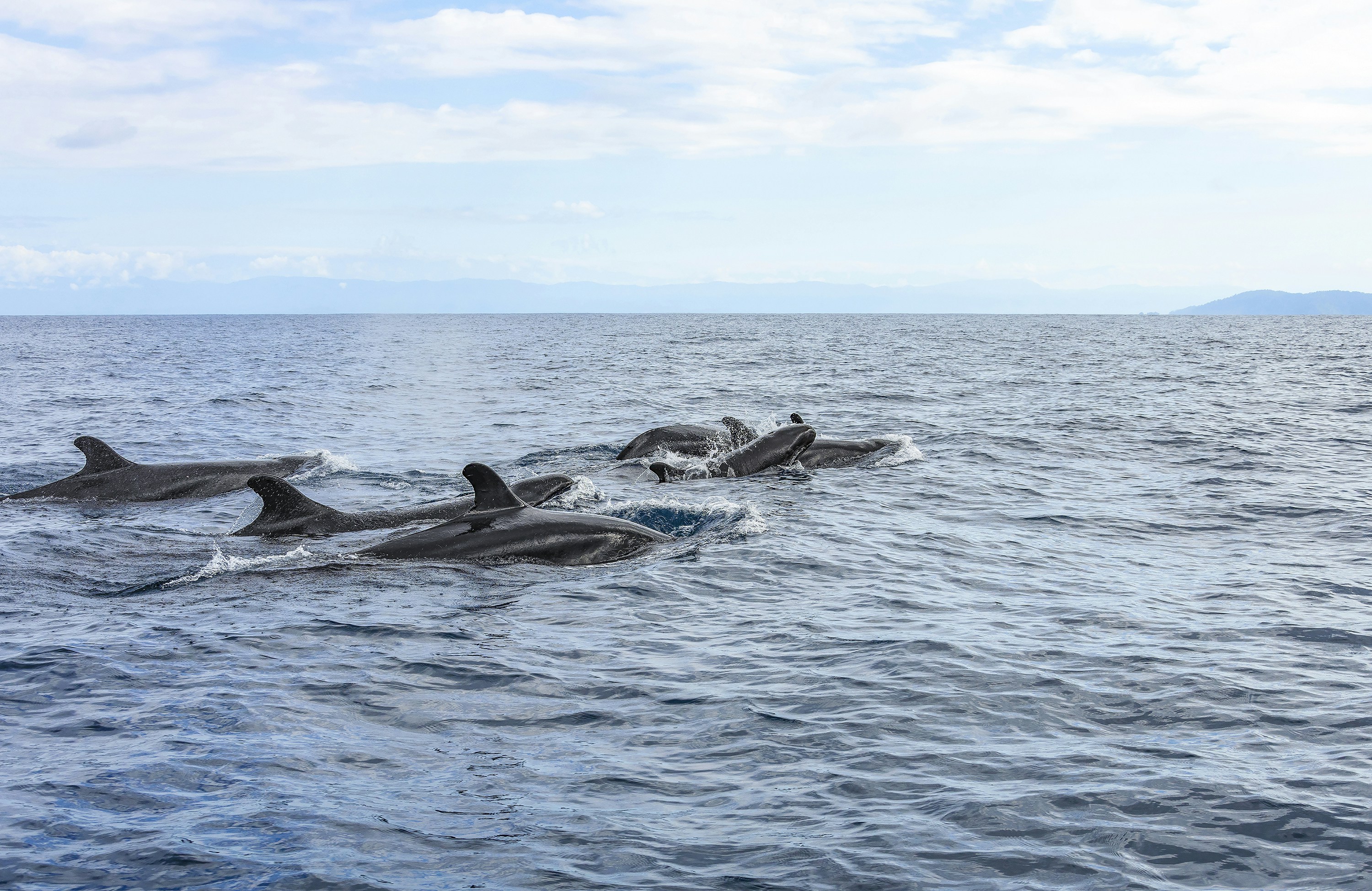 A group of dolphins swimming in the ocean photo – Free Costa rica Image ...