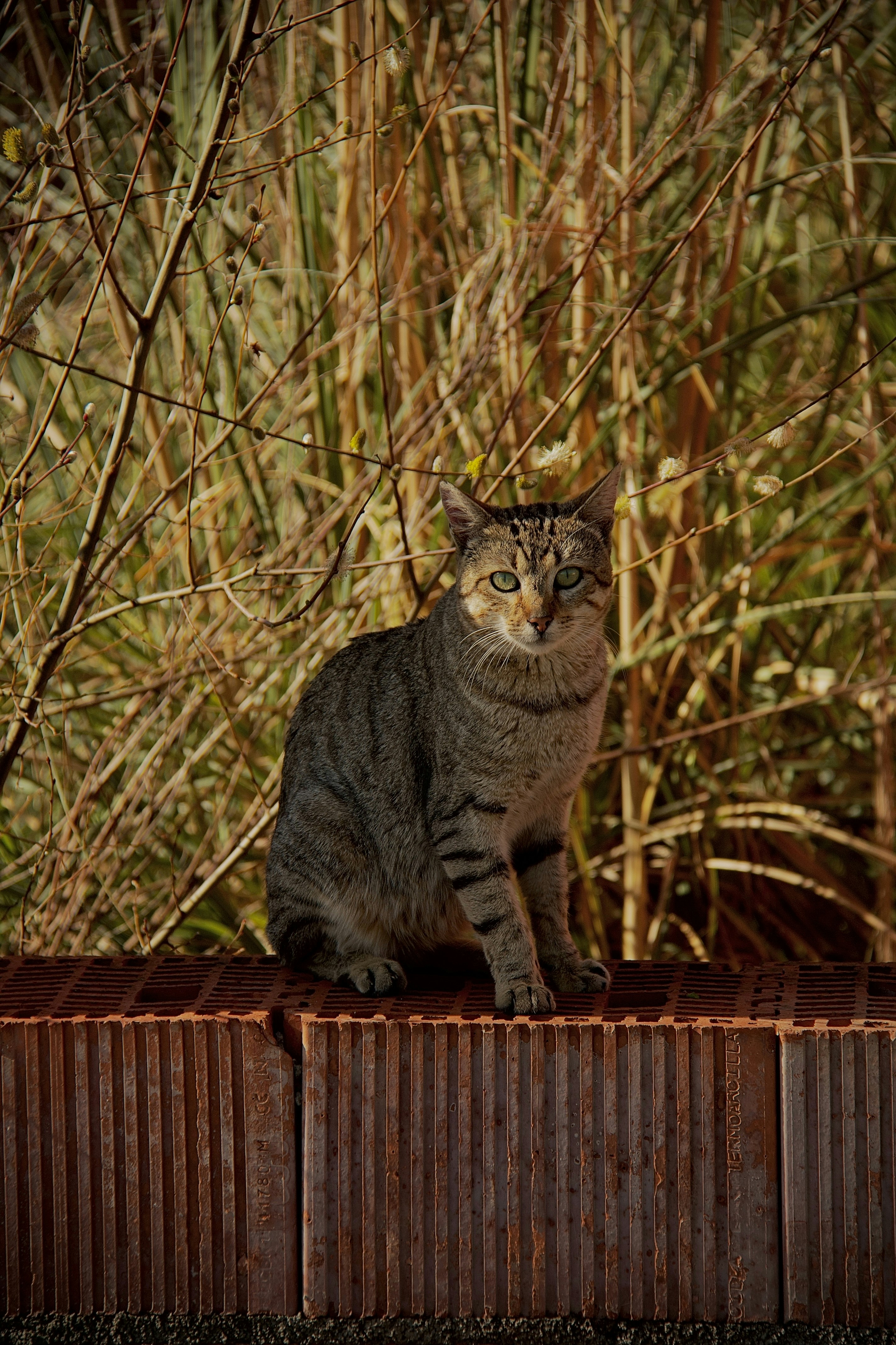 Cat on a brick ledge framed by amber reeds
