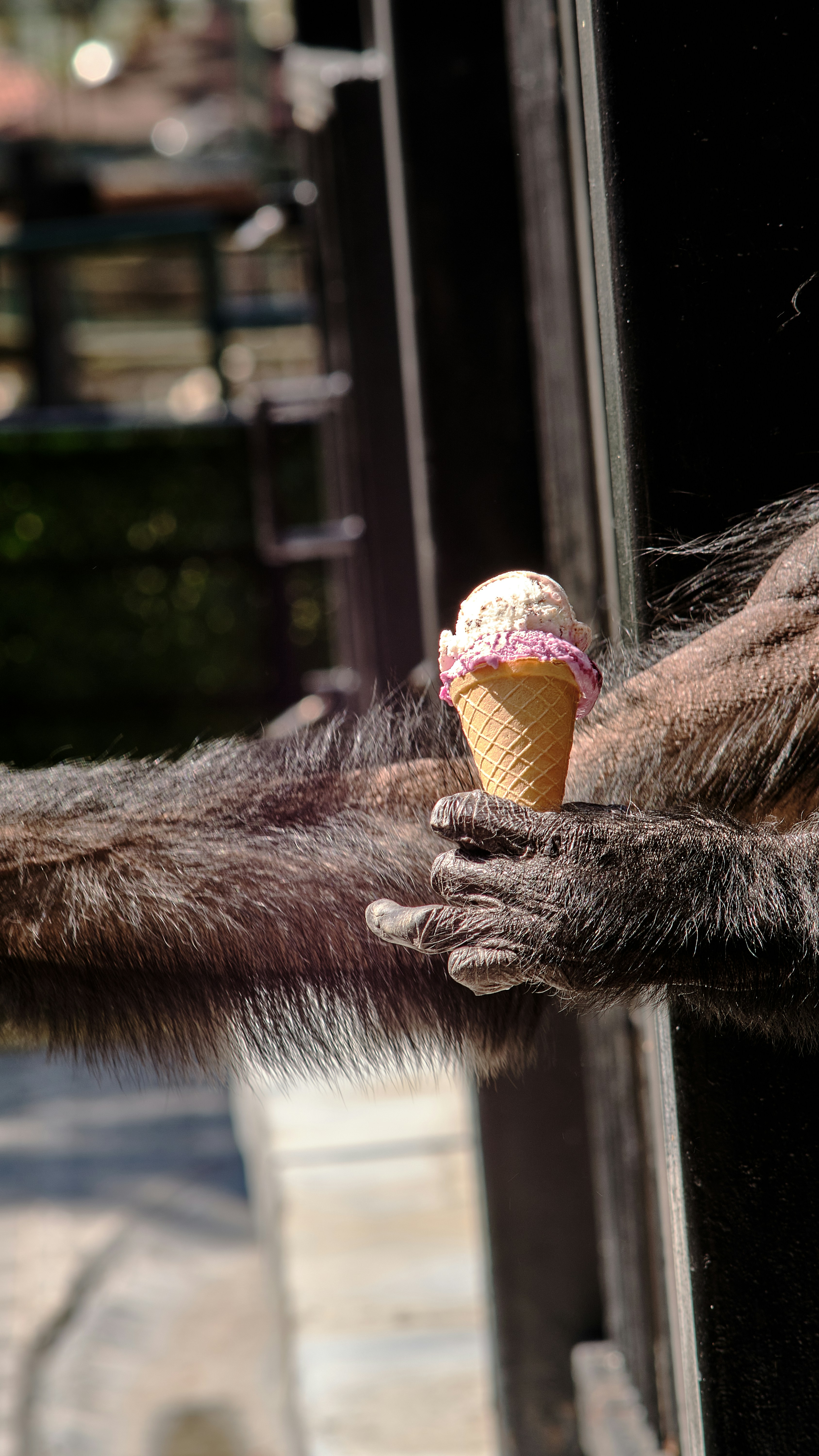 Glassy Grasp: A Monkey's Ice Cream Moment